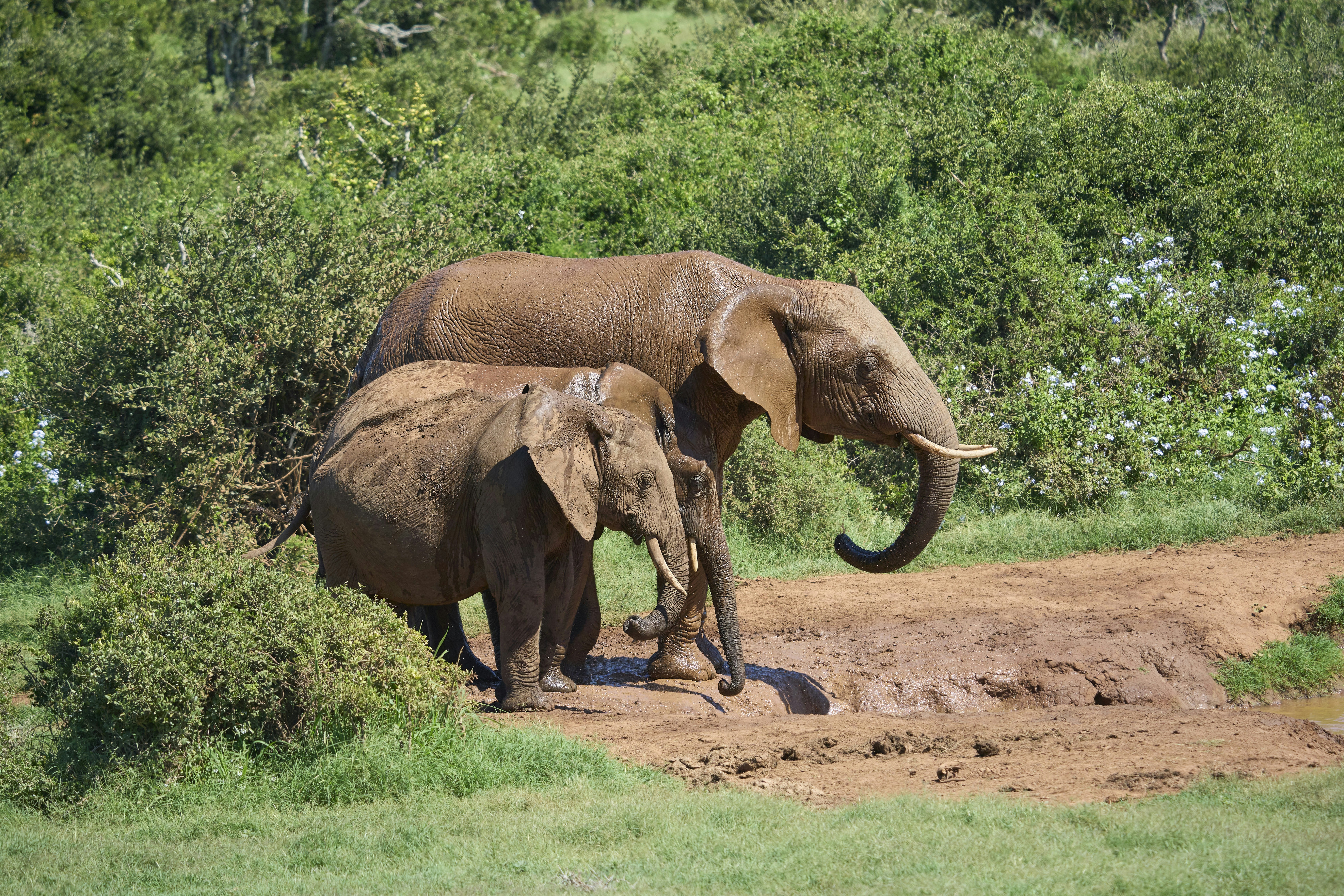 Trio of Elephants Crossing a Dusty Red Track