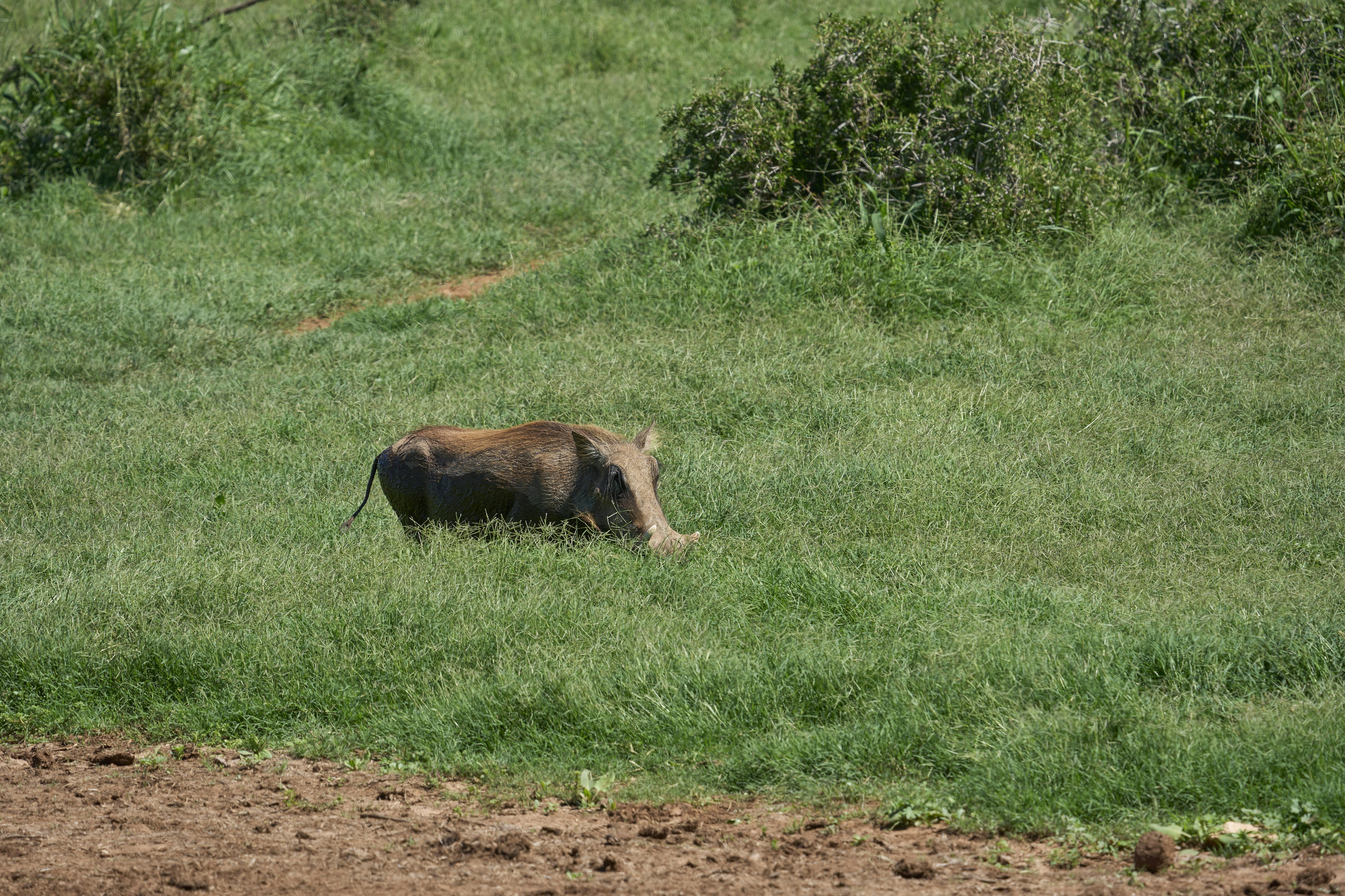 Hushed Snout in the Grass: A lone warthog amid a sunlit savanna