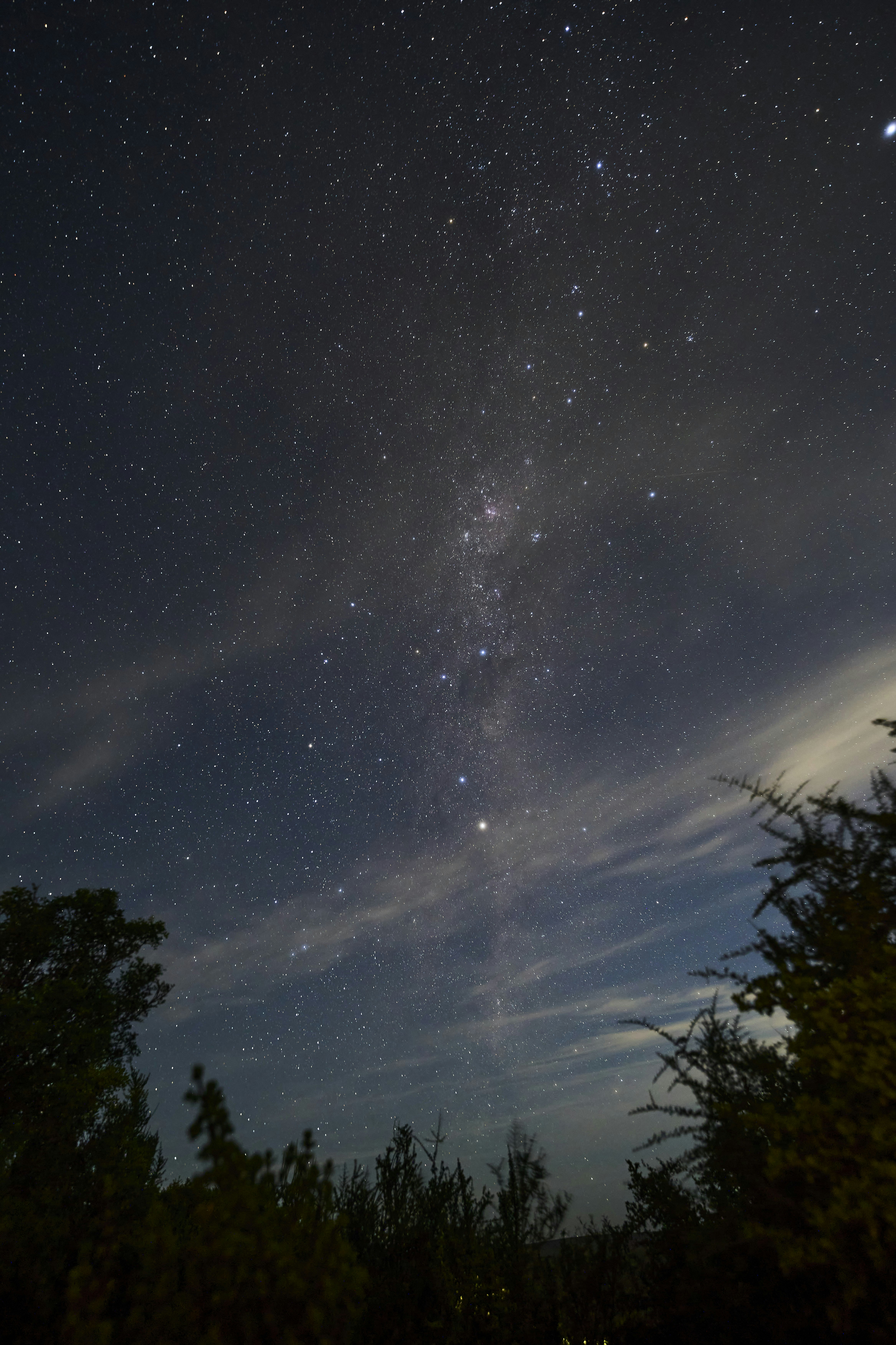 Milky Way Unfolding Over Quiet Pines