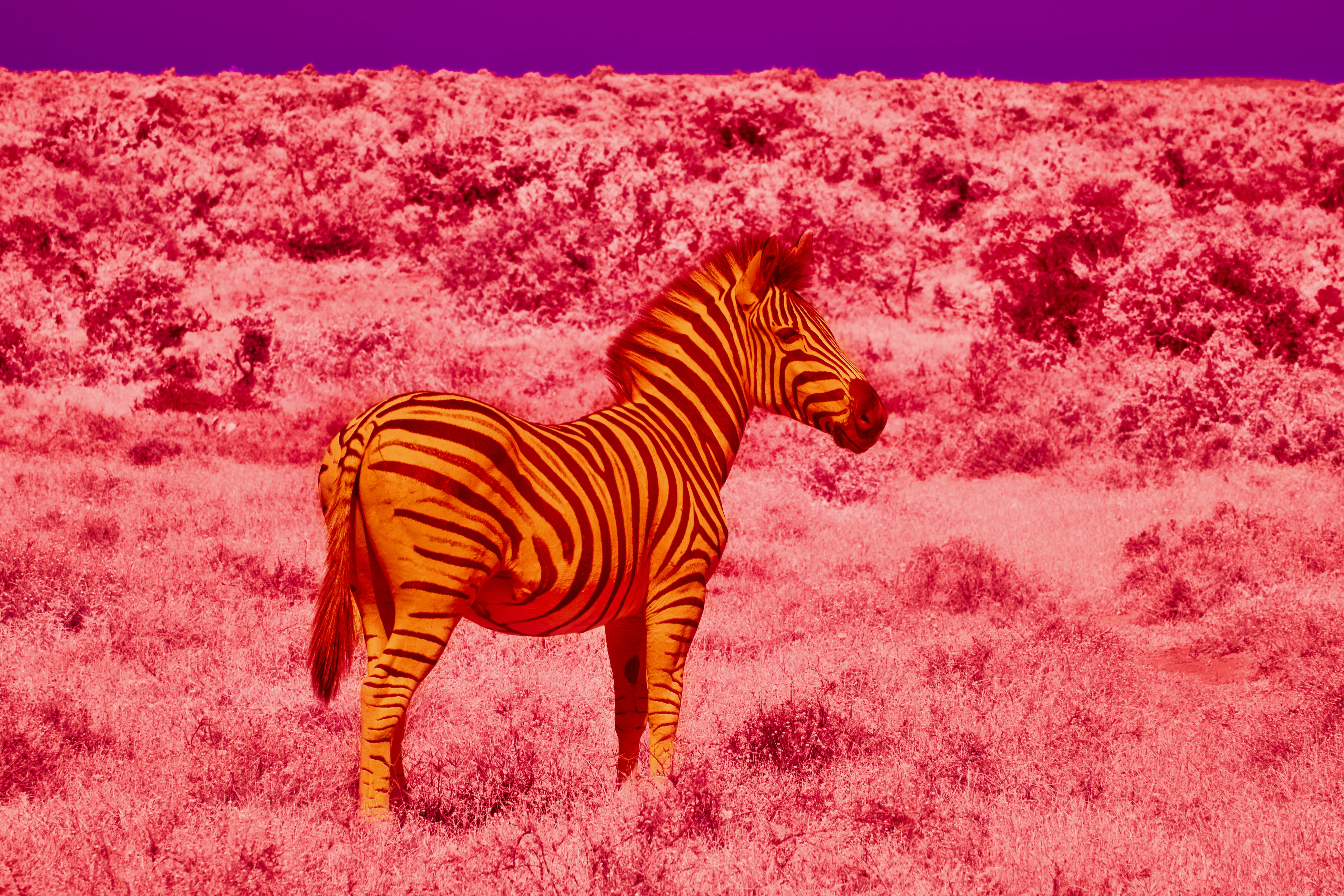 Striding Zebra Under a Sunset Haze