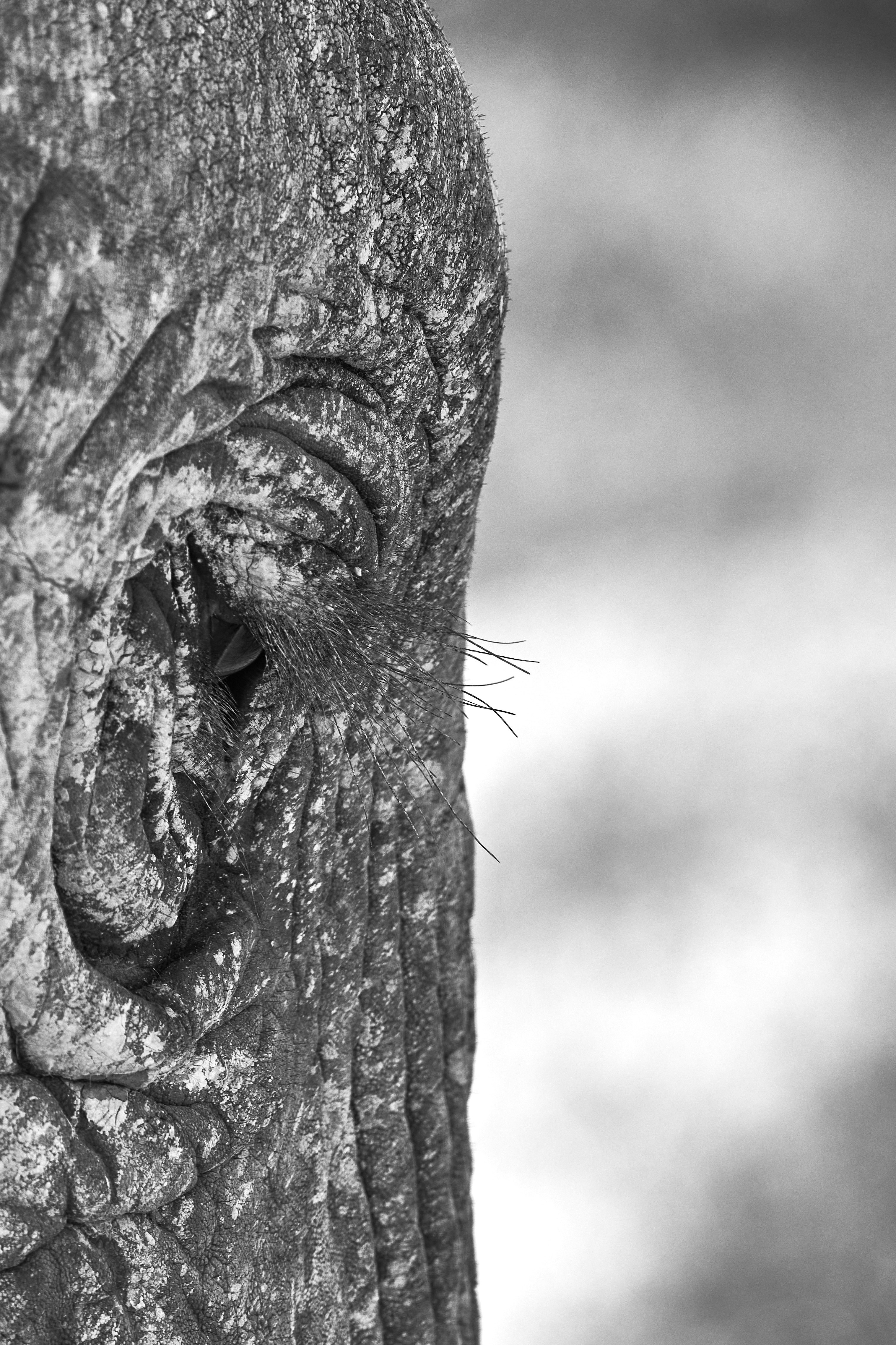 Cracked Texture: A Close-Up of Weathered Skin and Weathered Surface