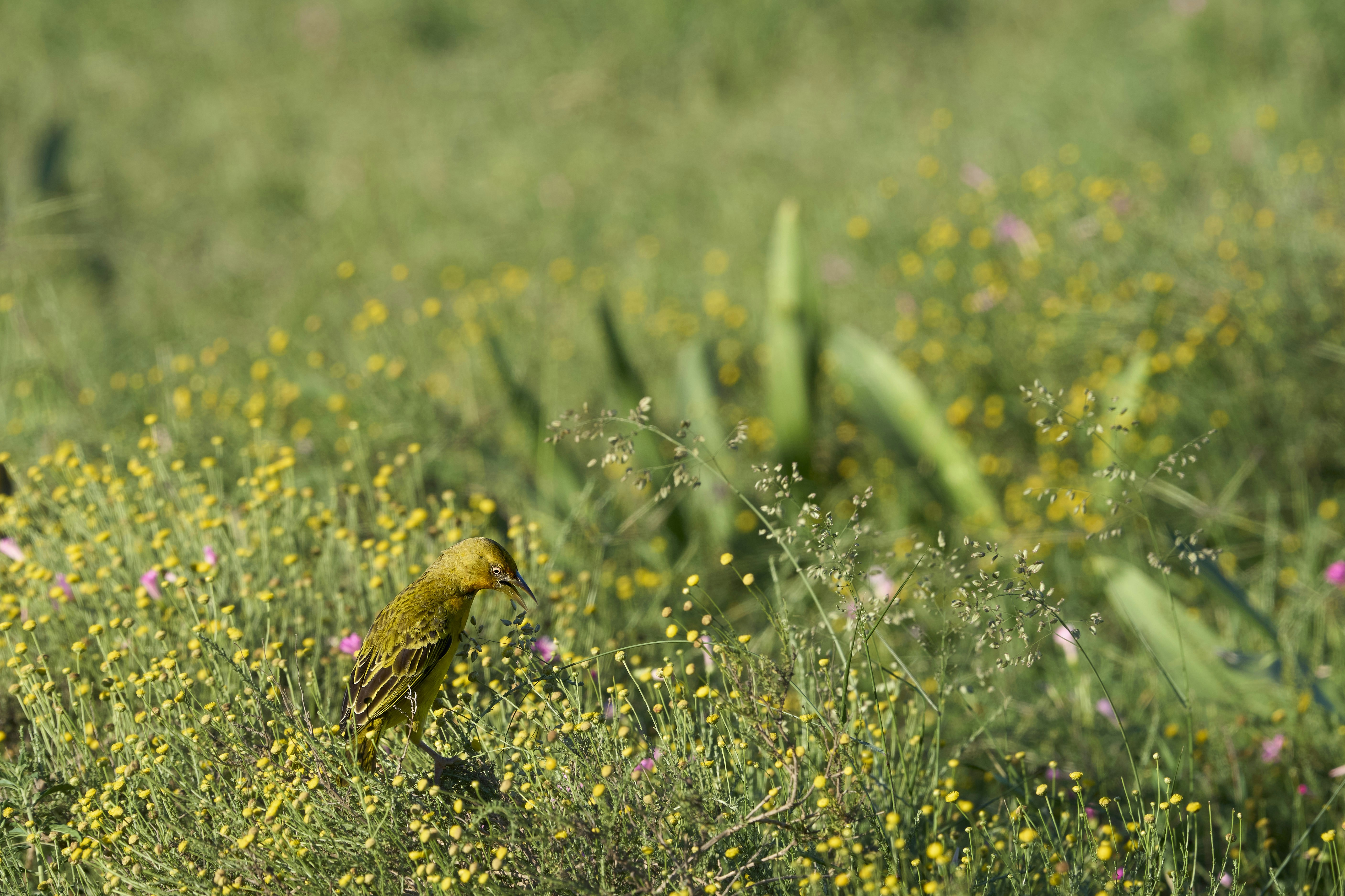 Goldfinch in a meadow of bright wildflowers
