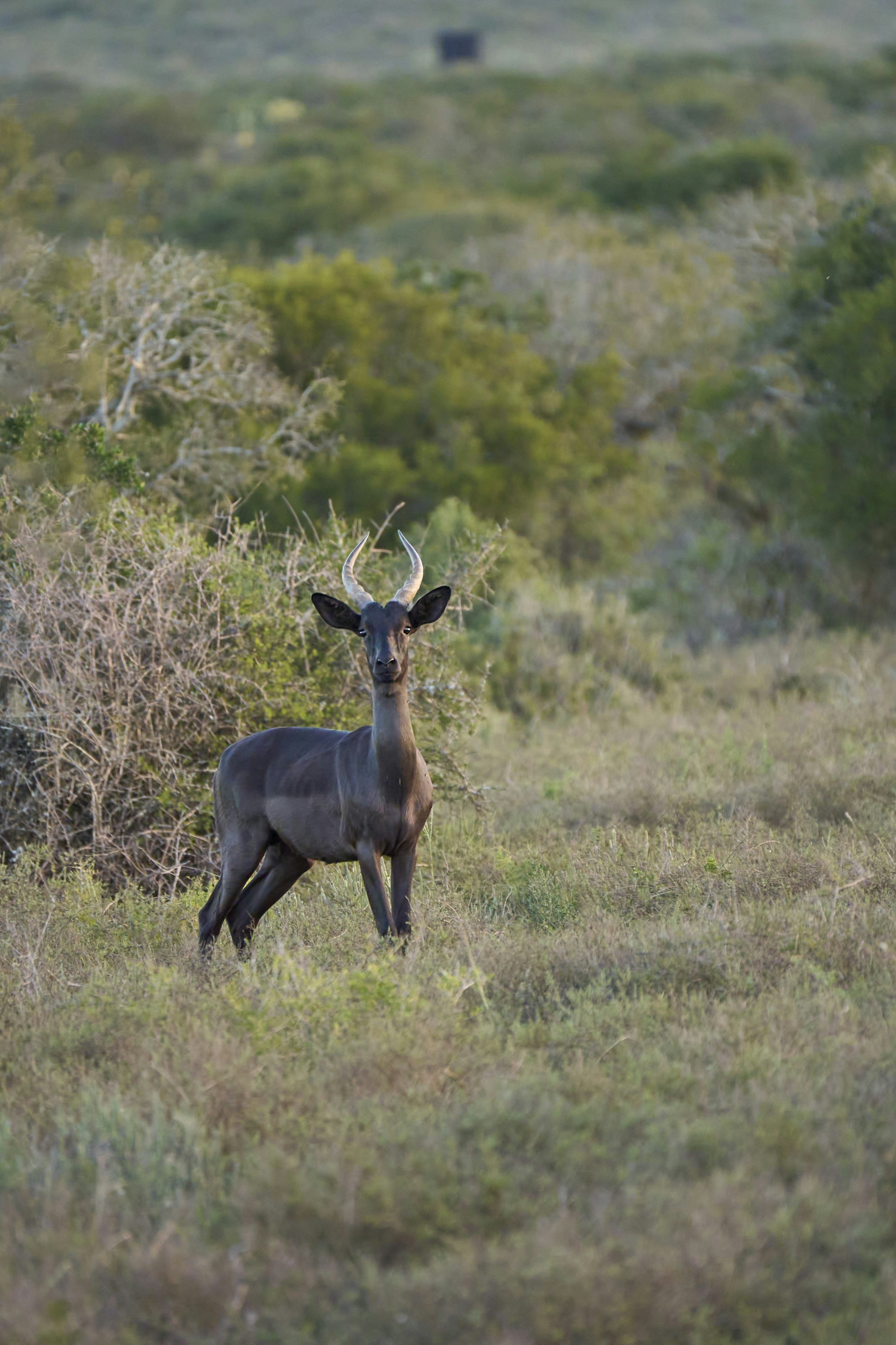 Stag in Mid-Summer Brush
