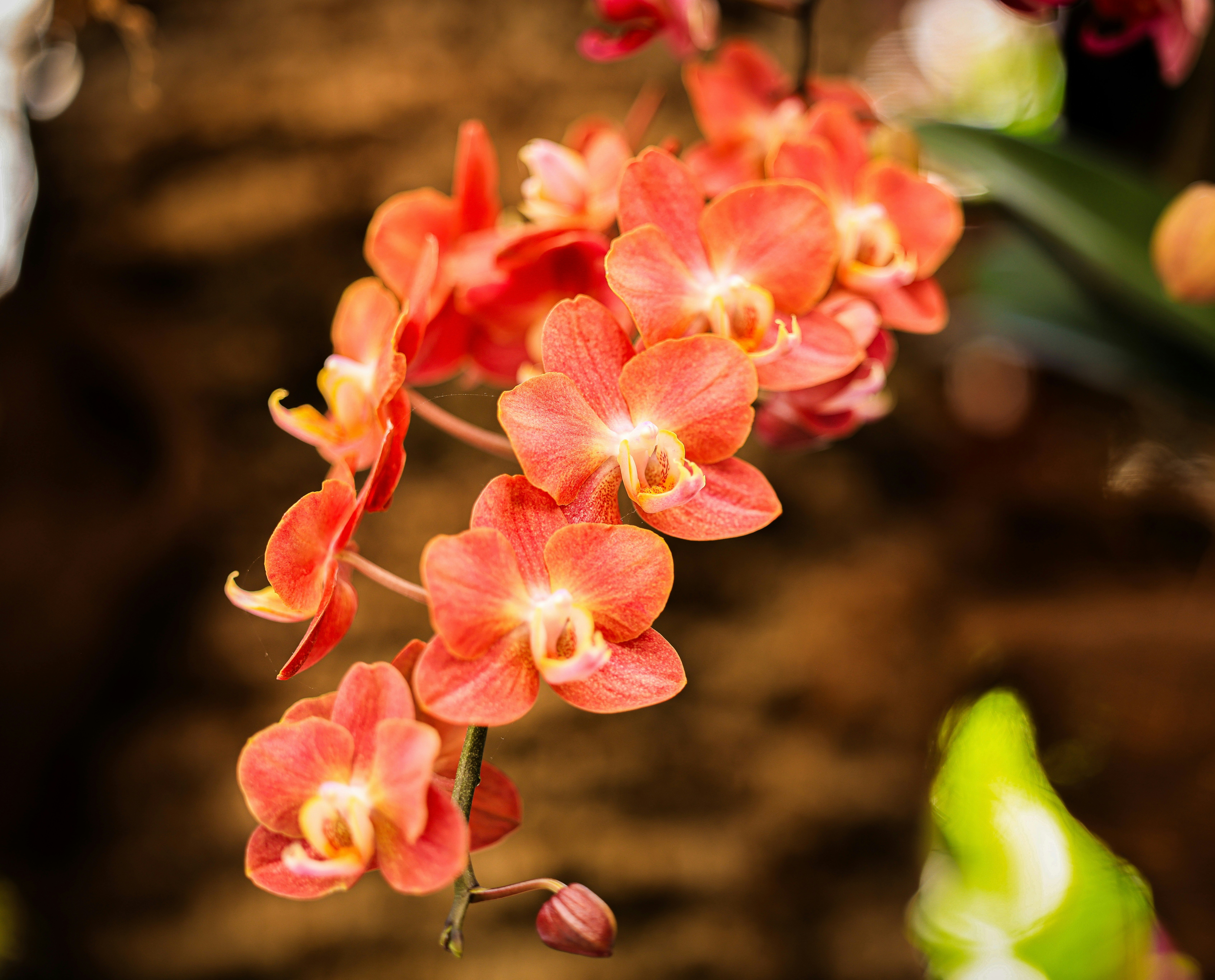 Curling Coral Orchid in a Warm Backlit Frame