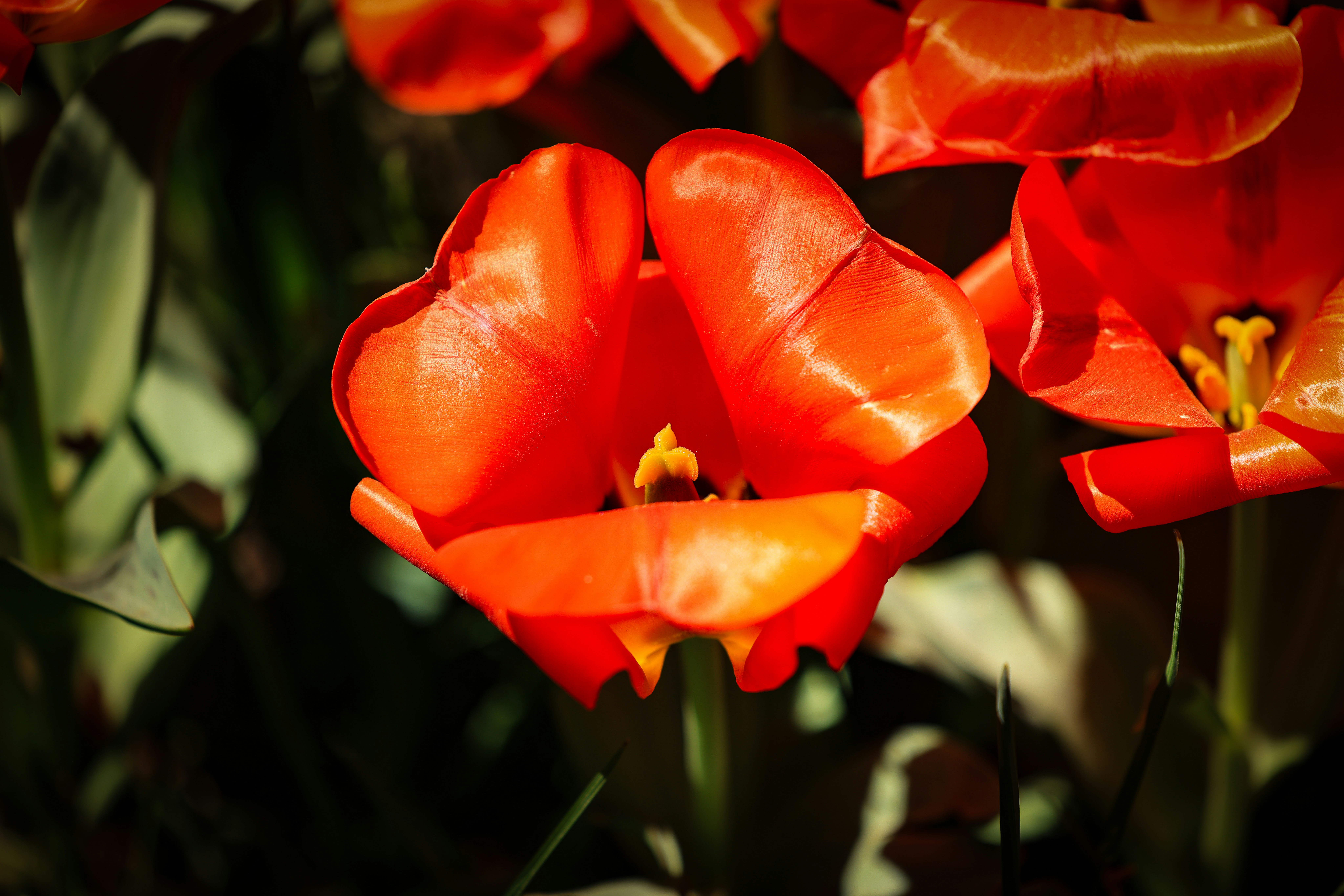 Amber Tulips in Sunlit Glow