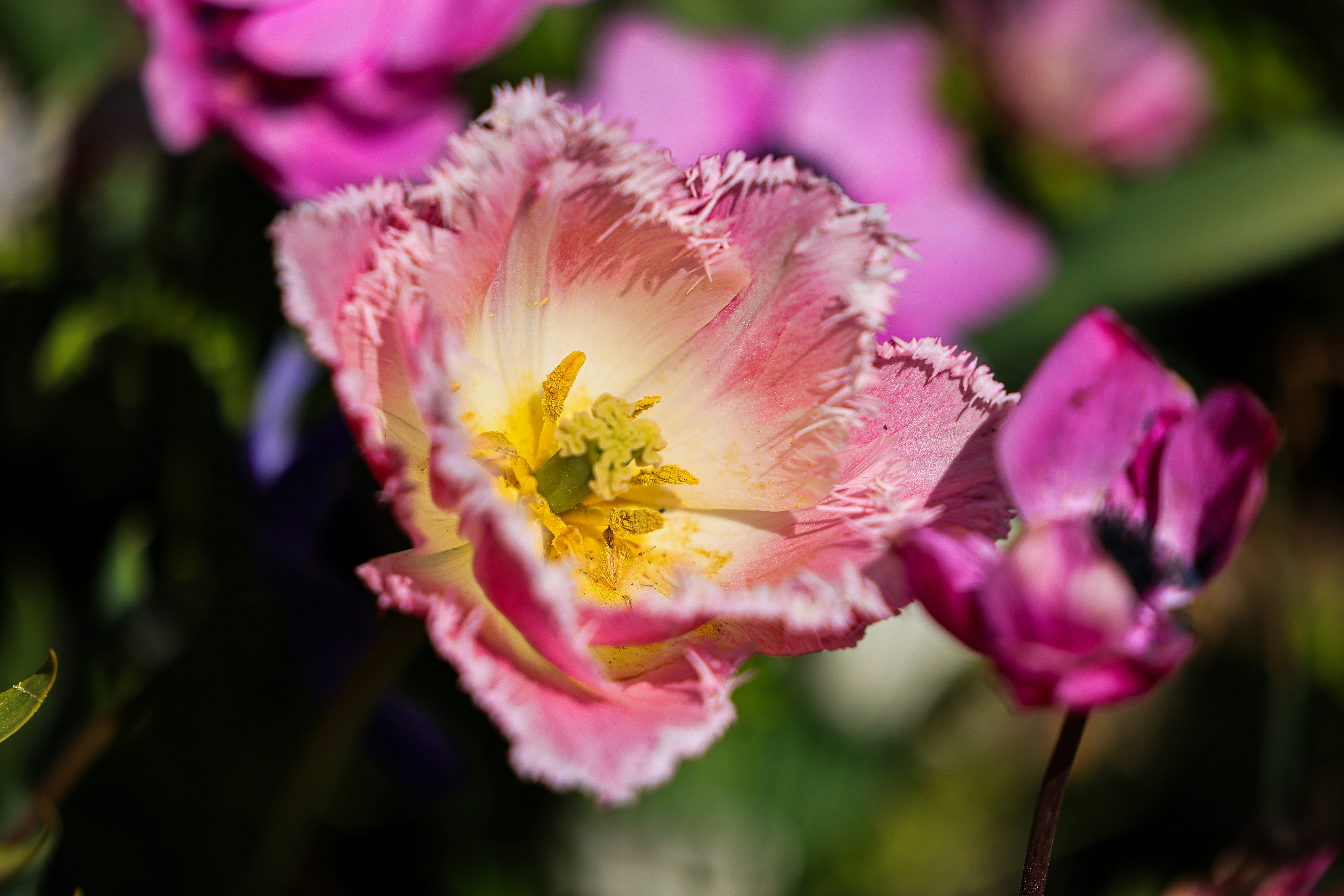 Petaled Dawn: A Fringed Tulip Framed by Soft Color, Close-Up