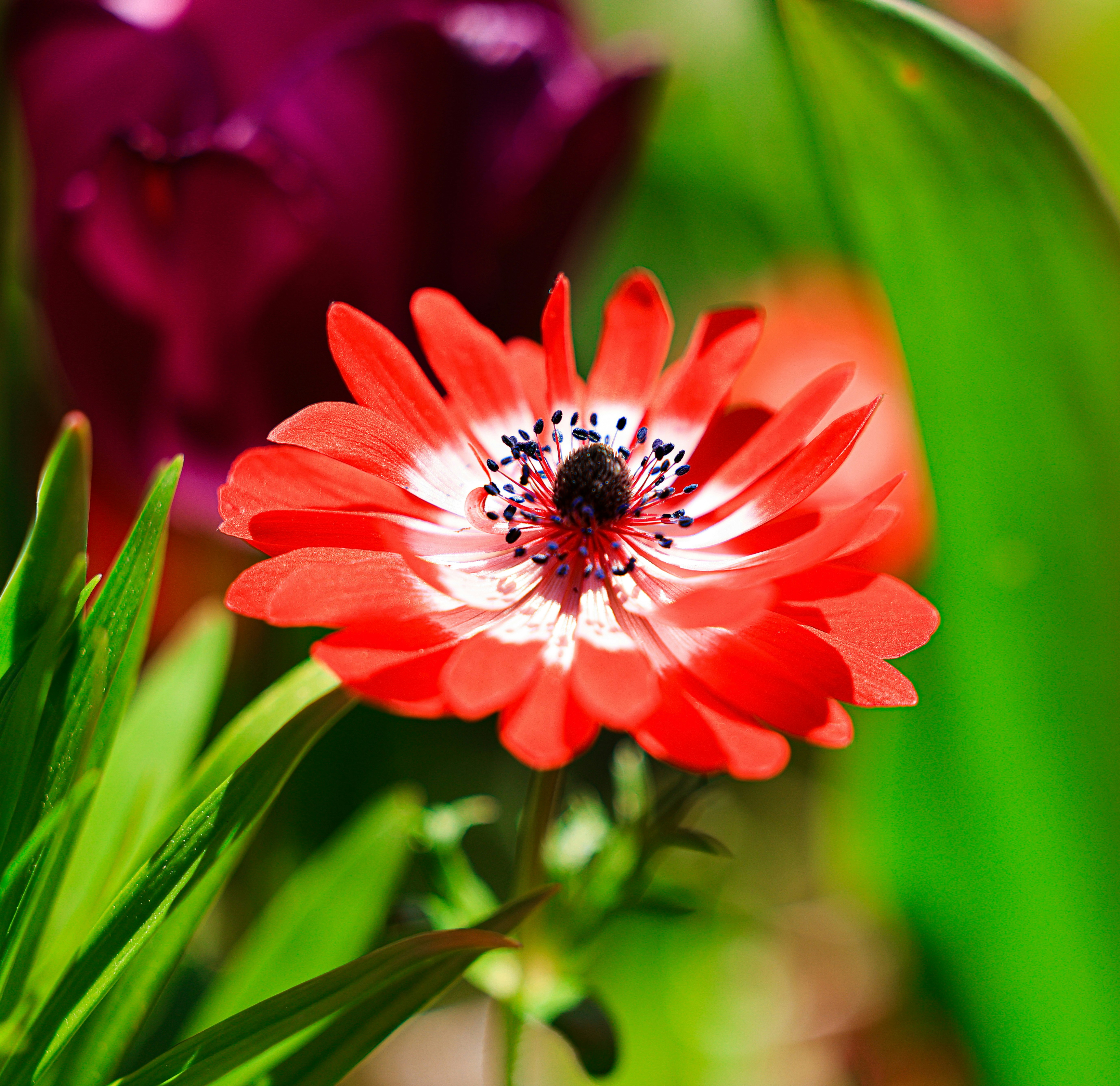 Vivid Scarlet Bloom Anchored by Emerald Threads
