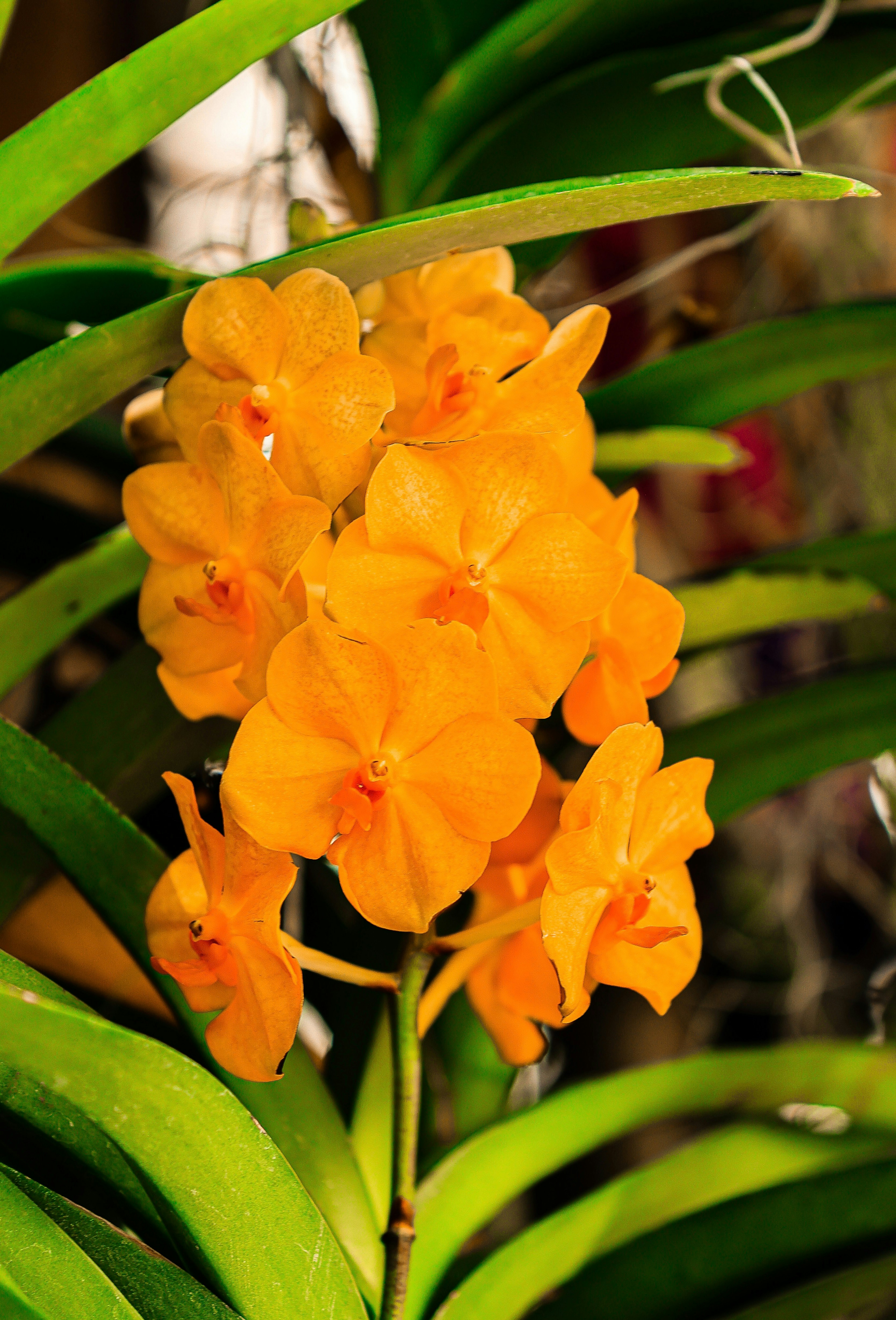 Orange Orchid Cascade in Sunlit Green Frame