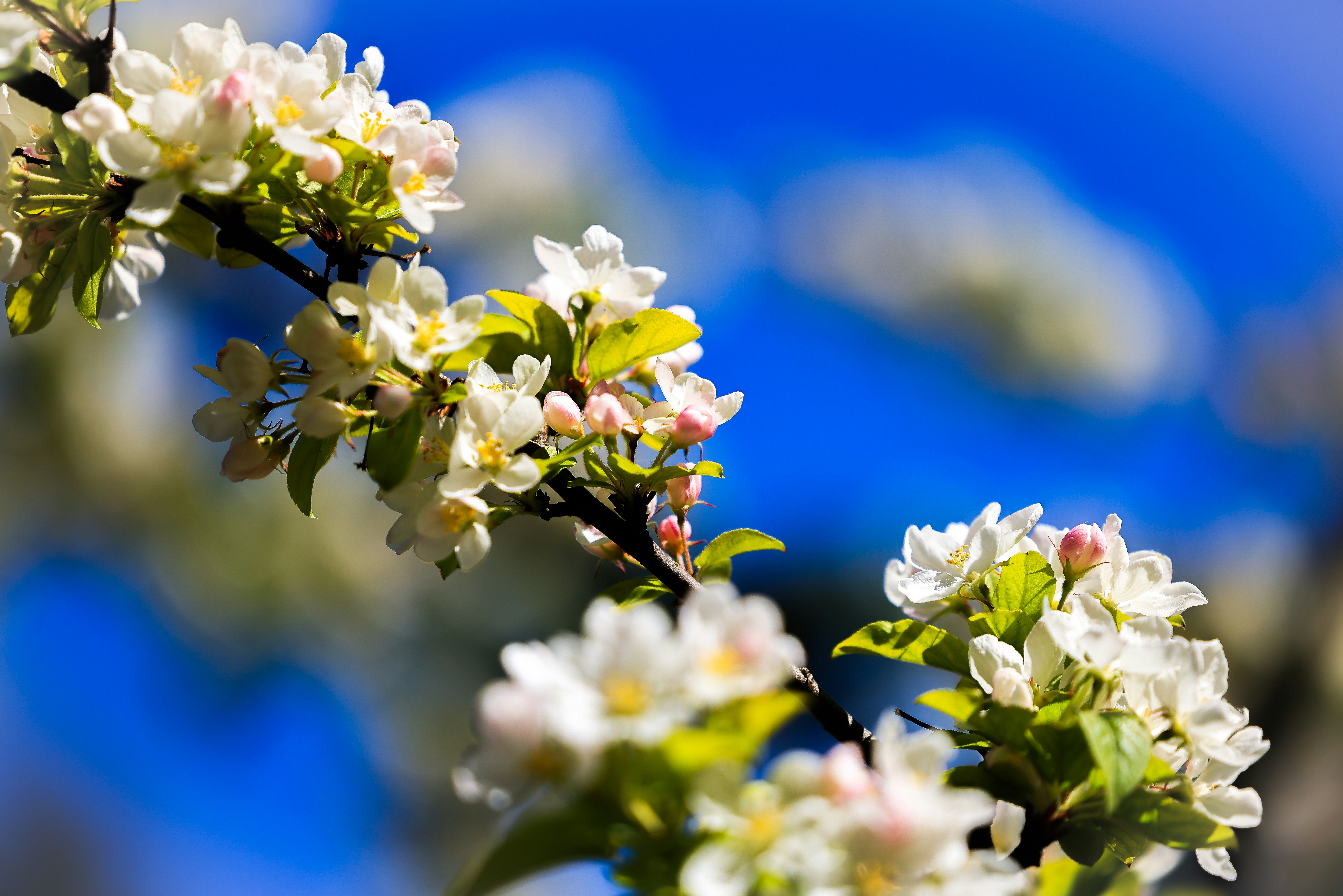 Blossoms in Focus Against a Cerulean Sky