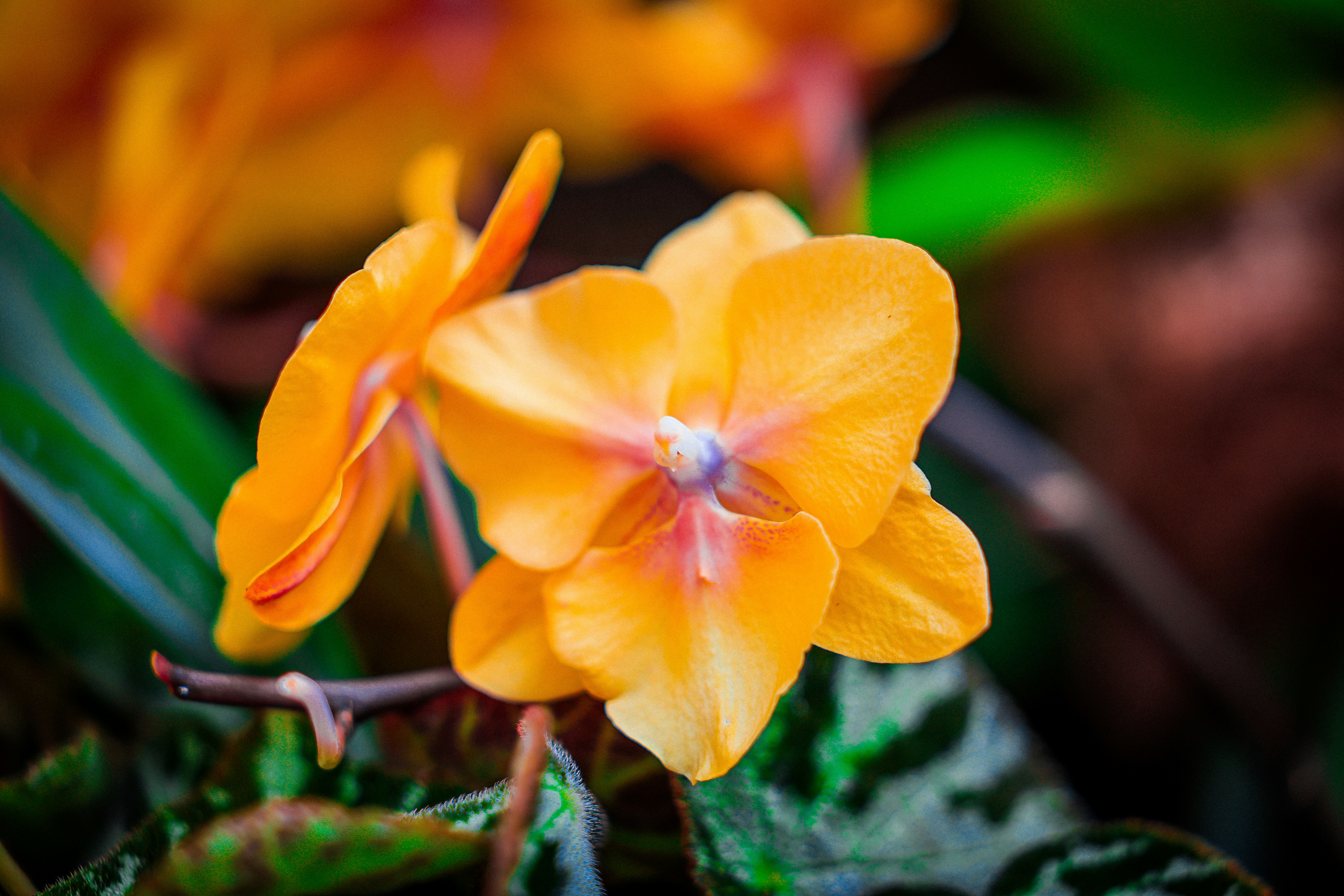 Golden Orchid Blossom Amid Verdant Foliage
