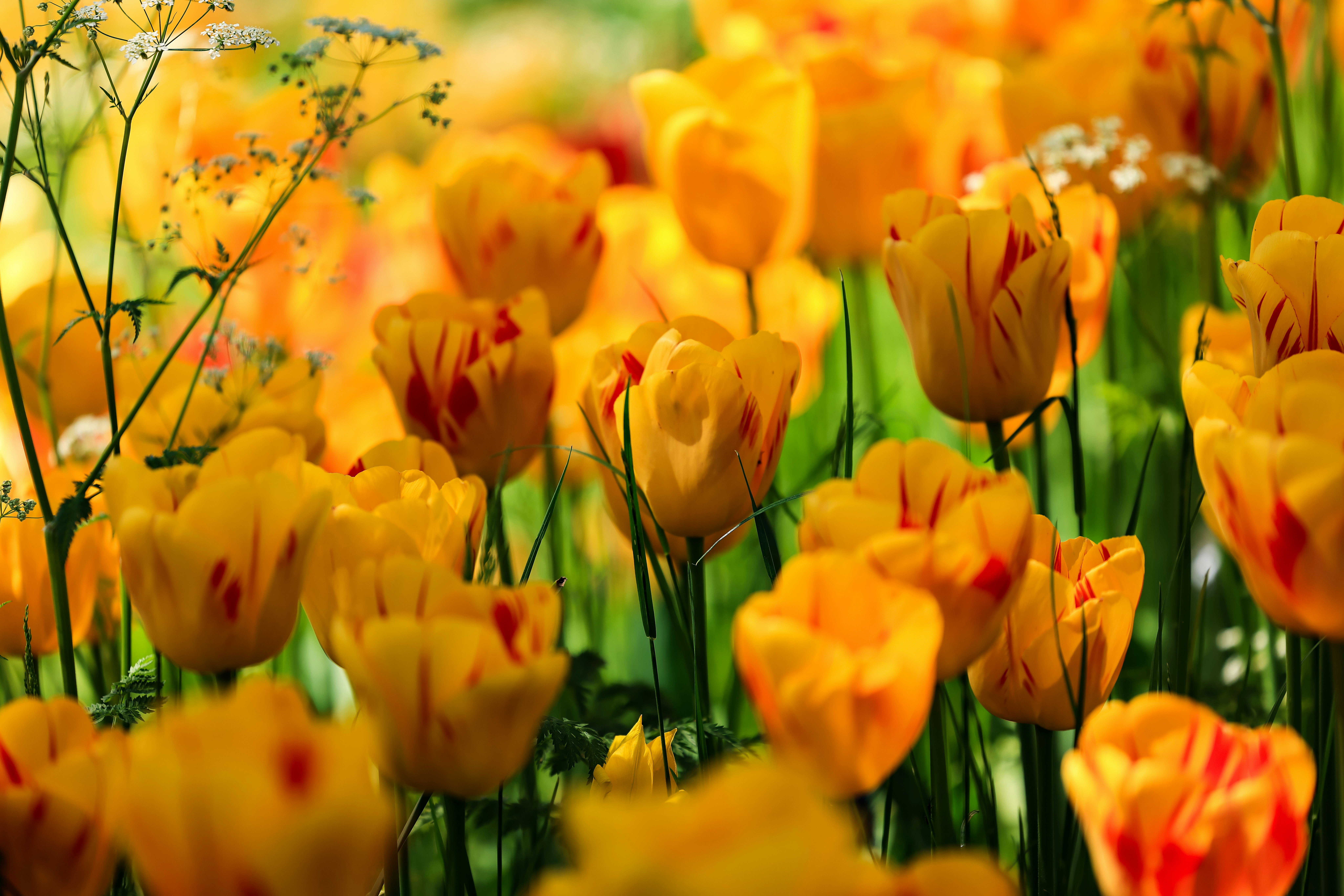Sunlit Tulips in a Golden Sea