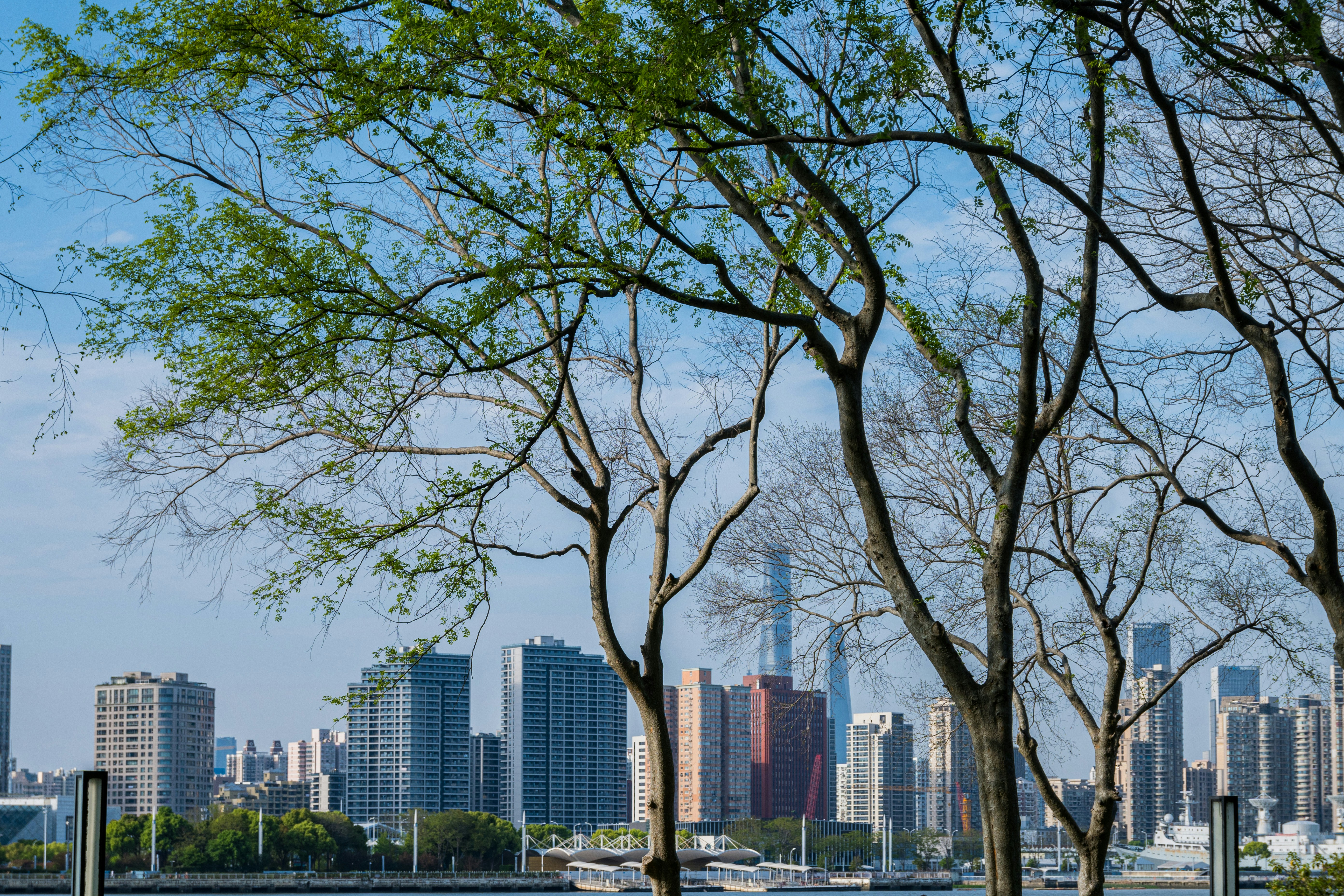 Cityscape Graced by Umbrella of Trees