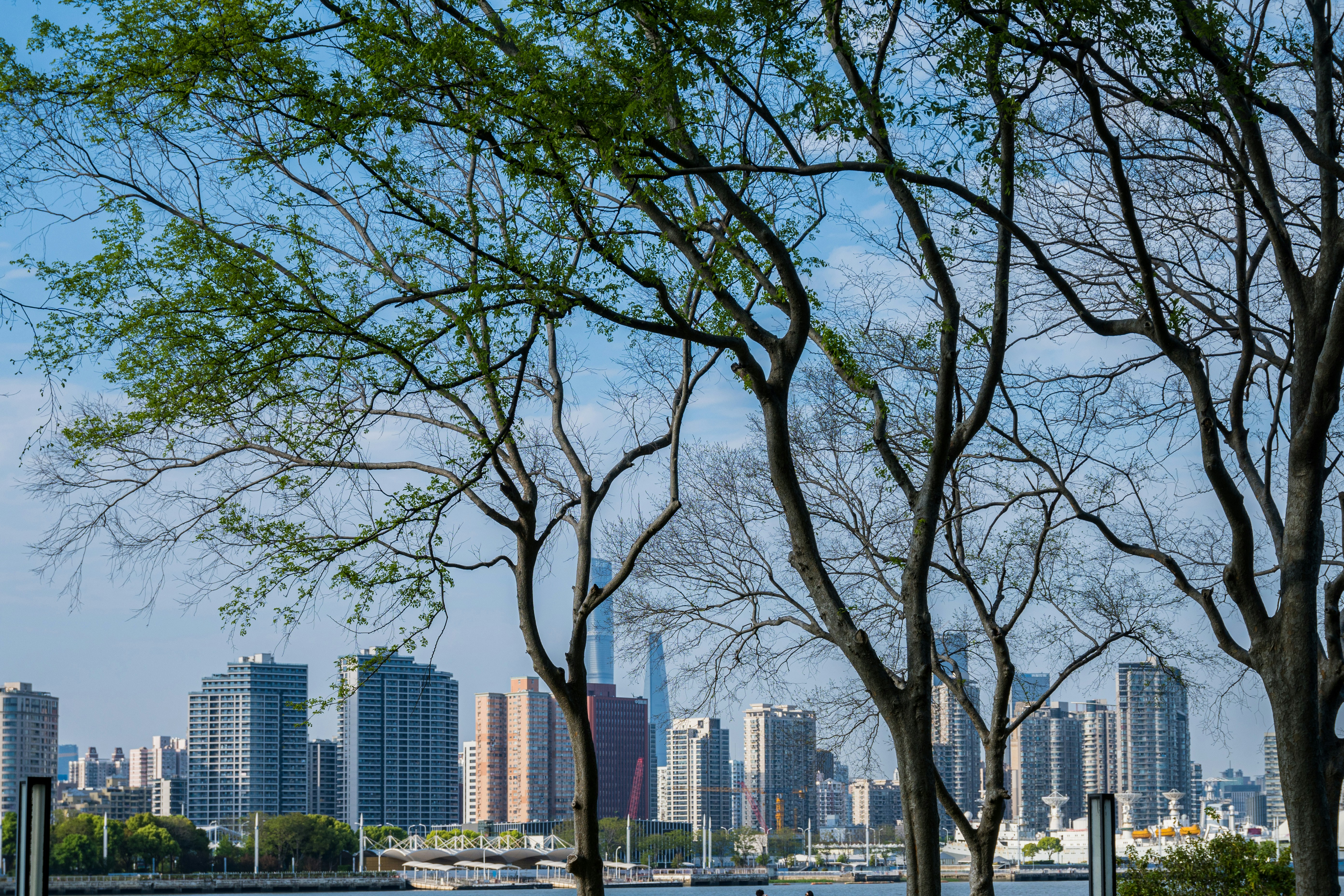 Cityscape Framed by Leafy Arboreal Canopy