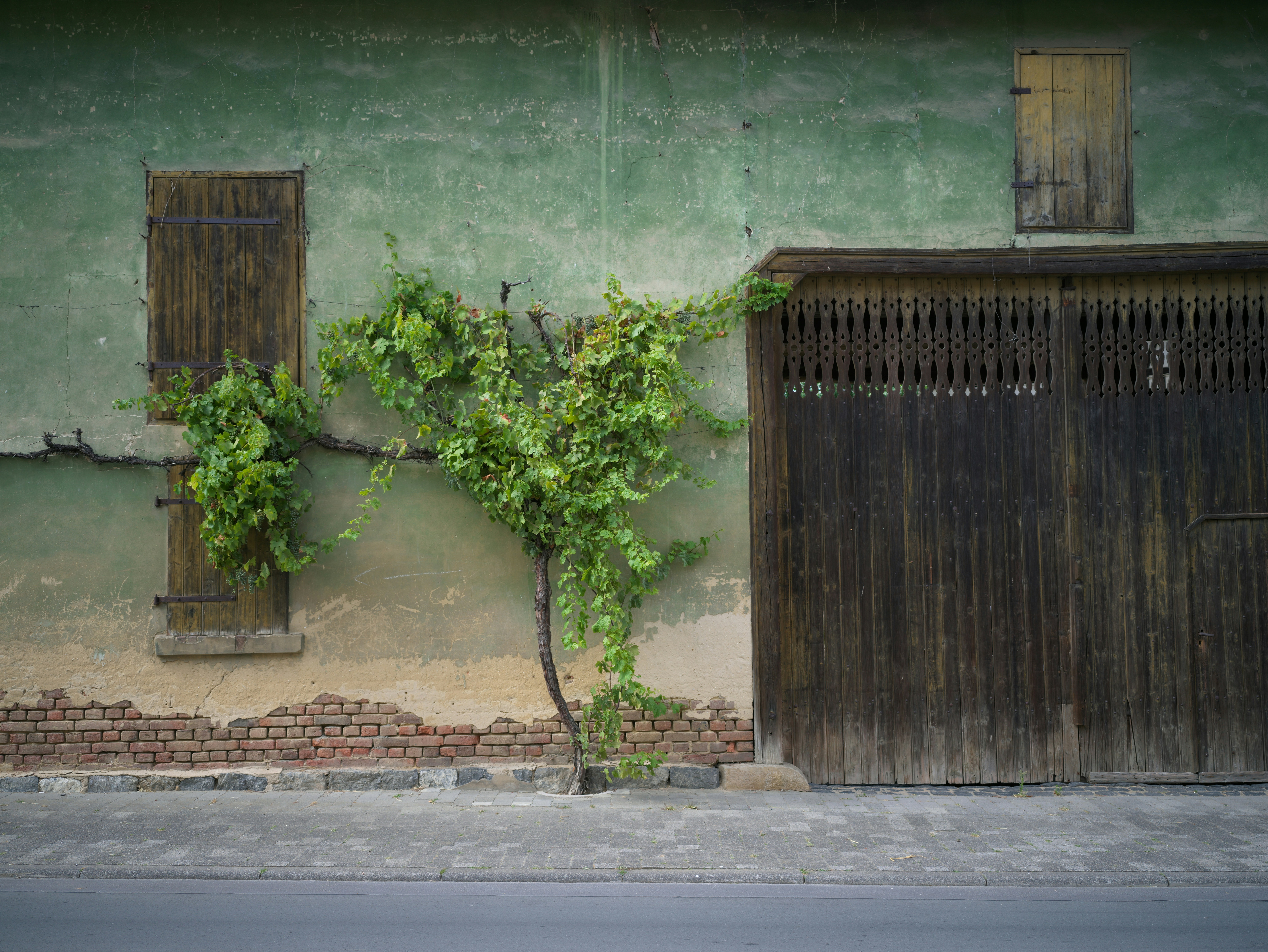 Green Vine on a Weathered Wall beside a Silent Barn Door