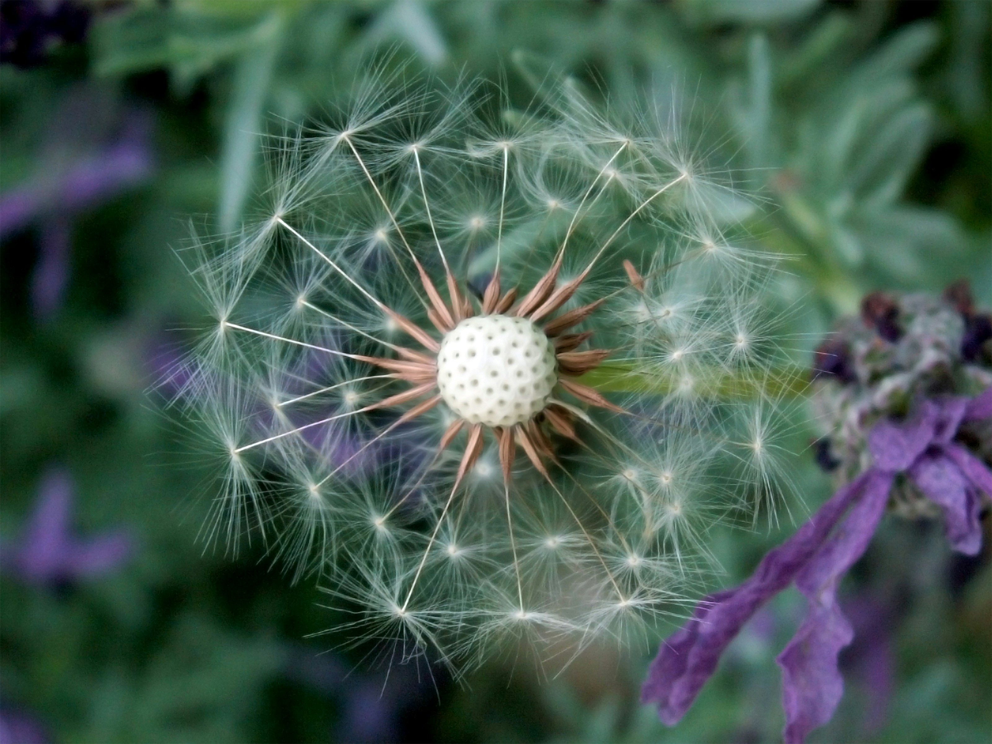 A close-up of a dandelion seed head with purple flowers.