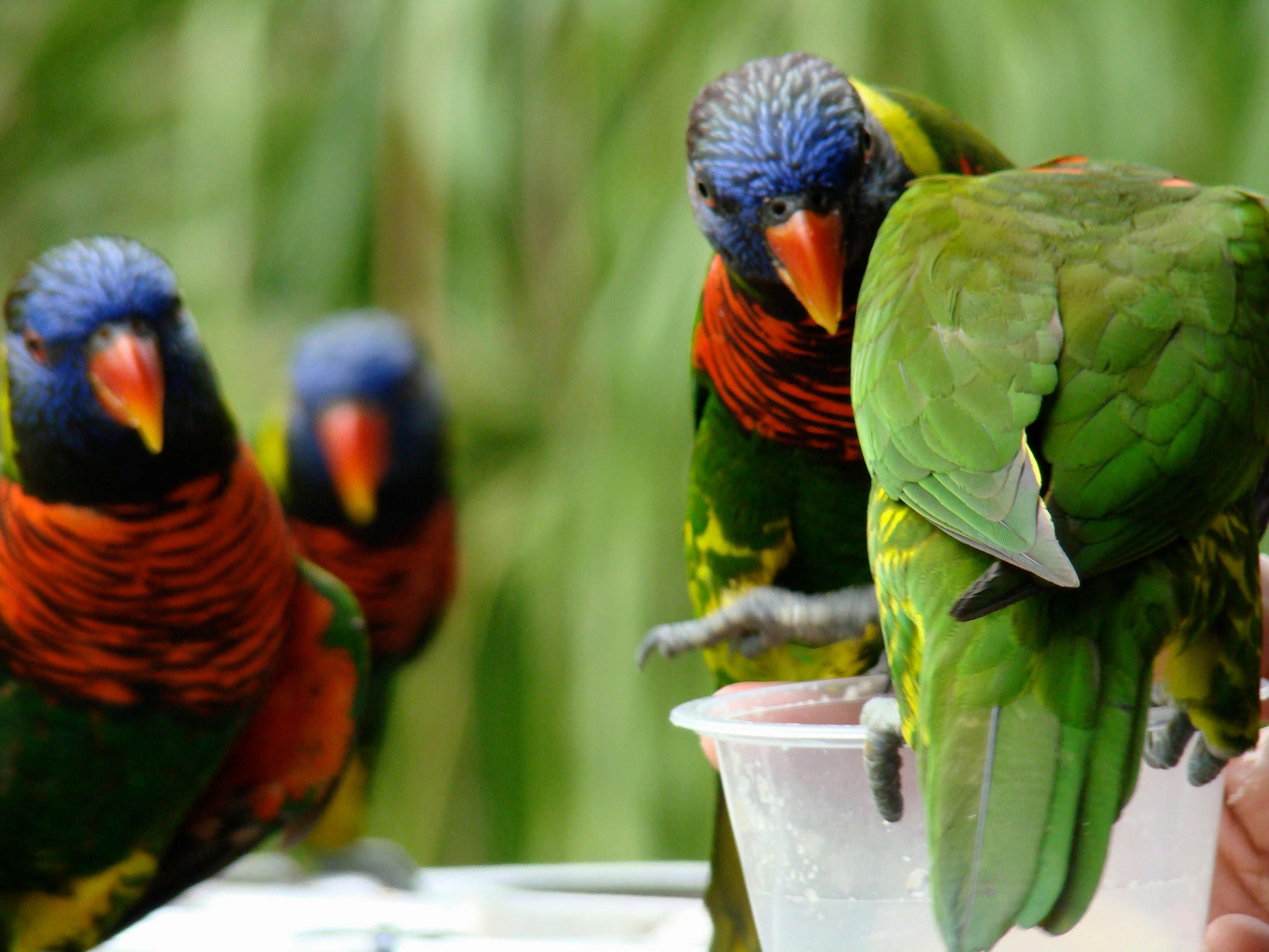 Tropical chorus: three rainbow lorikeets gathered near a feeding cup