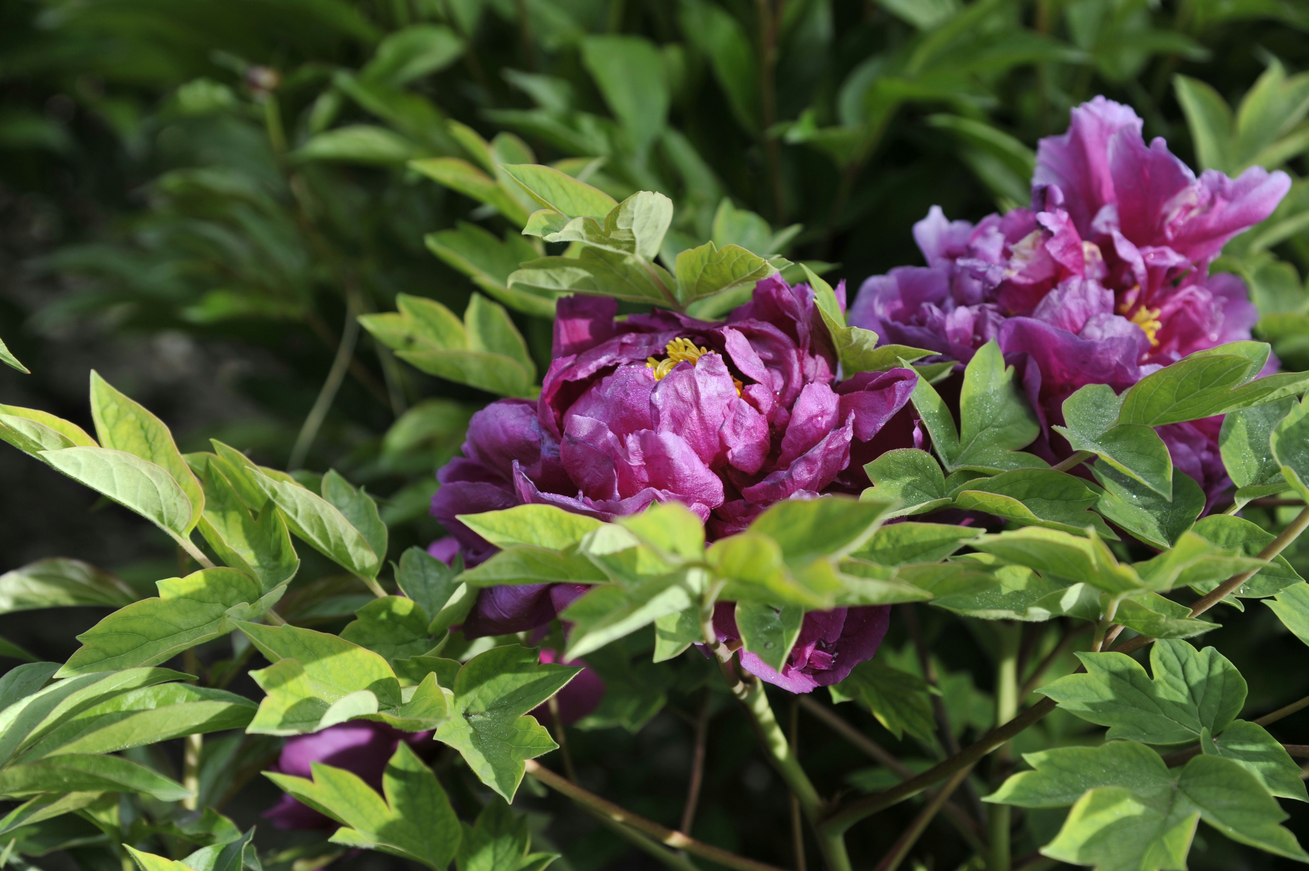 Crimson Peony Against Verdant Drapery