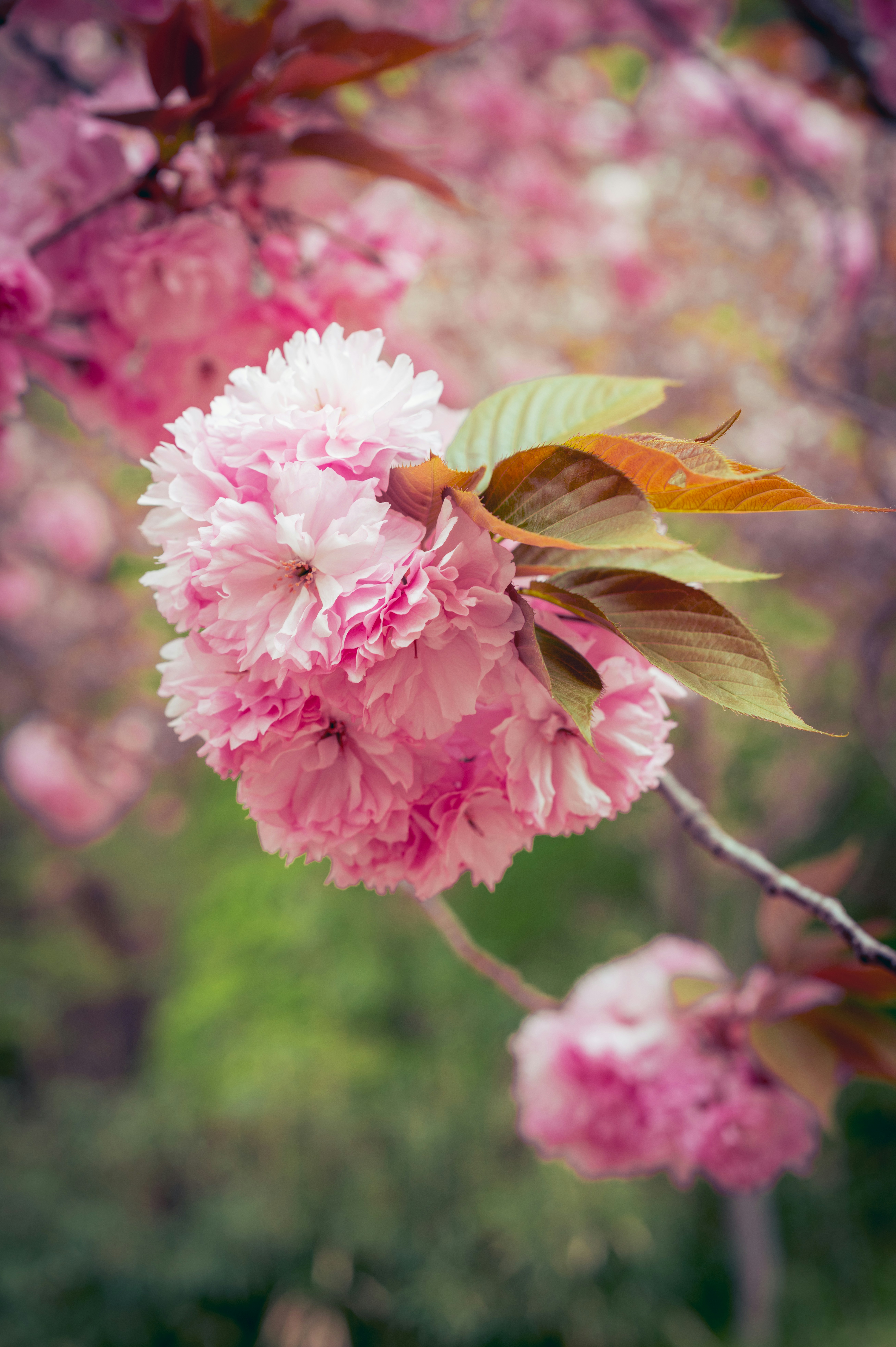 Blush Bloom: A Cherry Blossom Moment