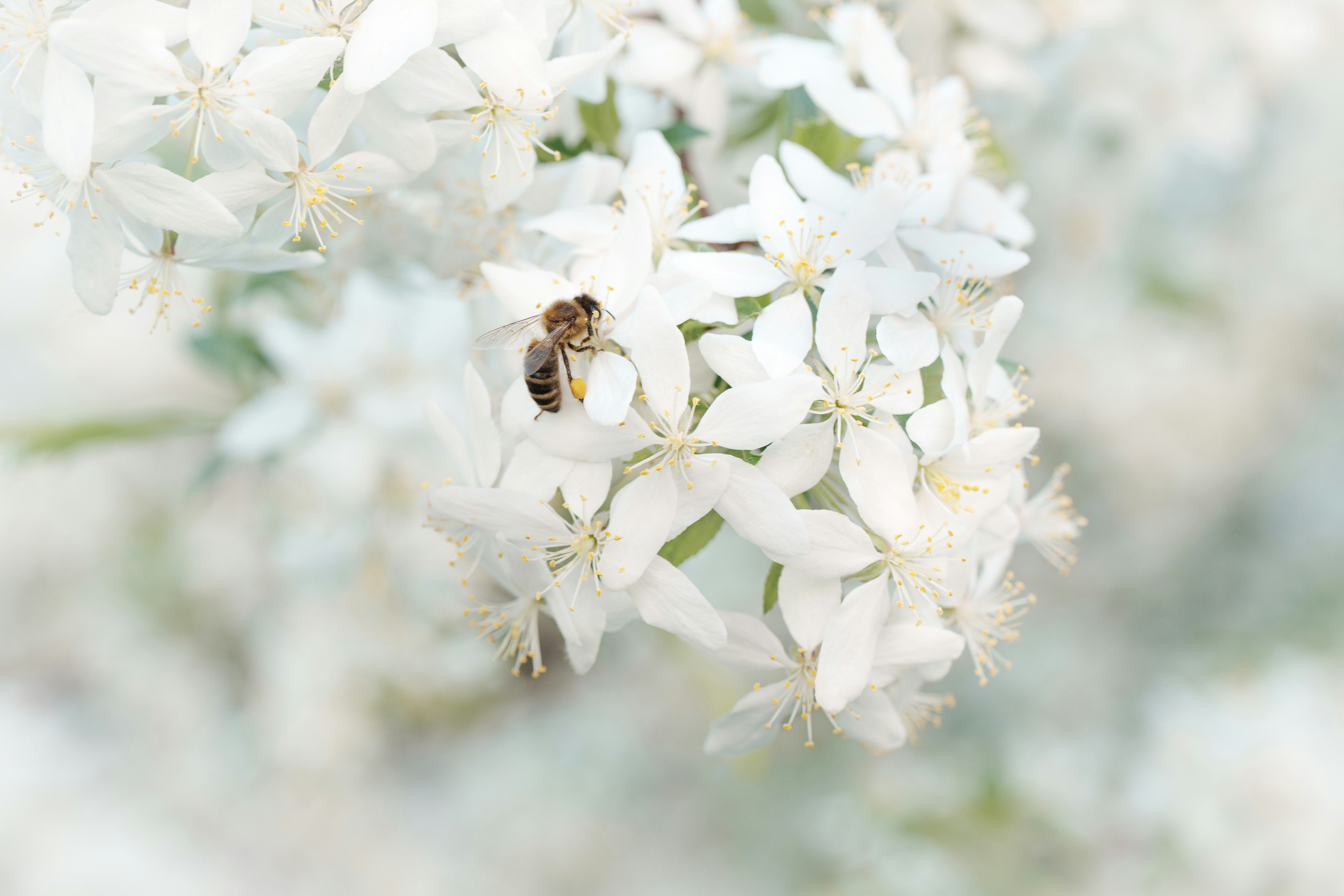 Hovering Pollinator Over a Blooming Canvas