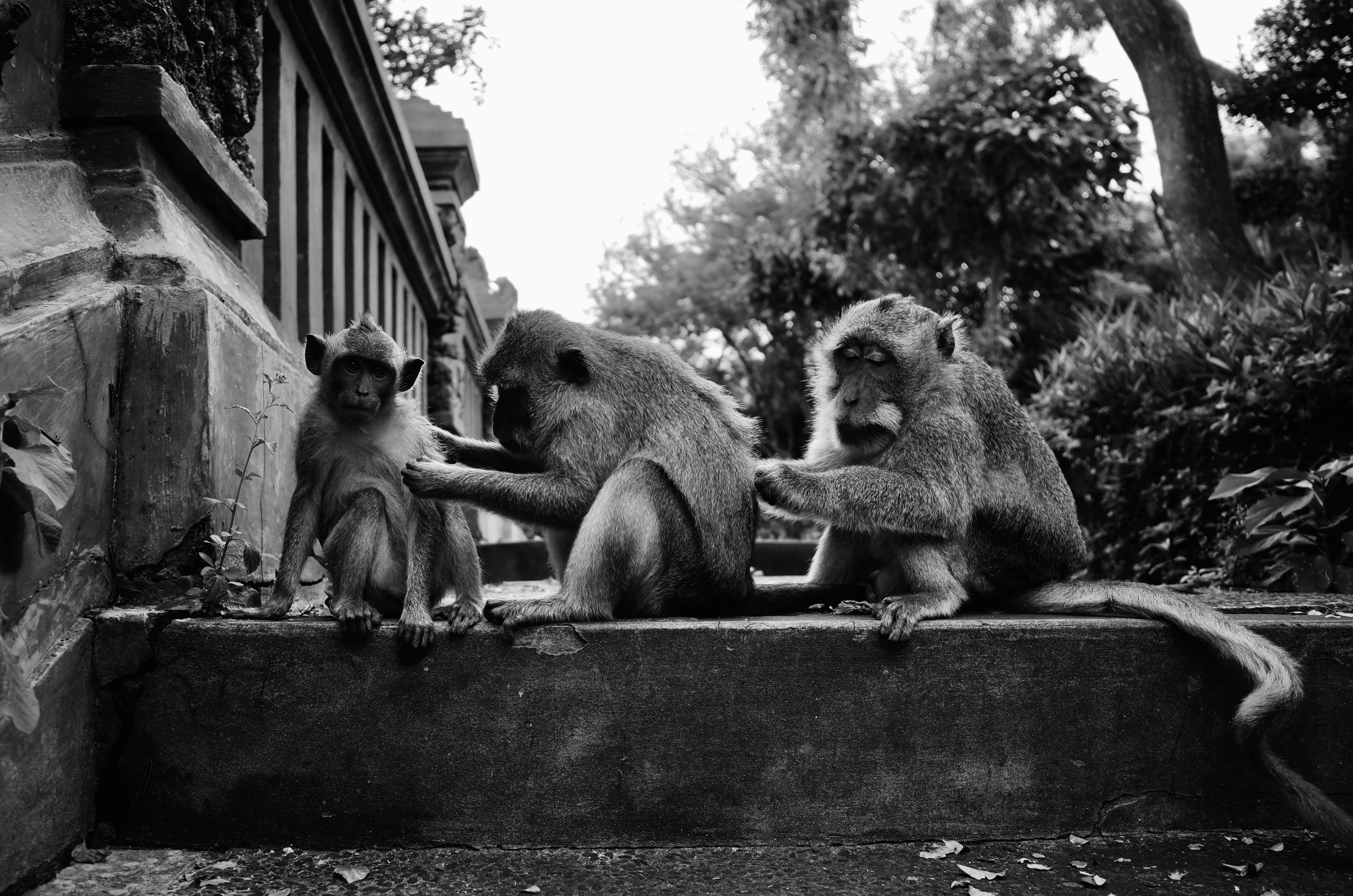 Three Monkeys on a Concrete Step: A Quiet Moment in Black and White