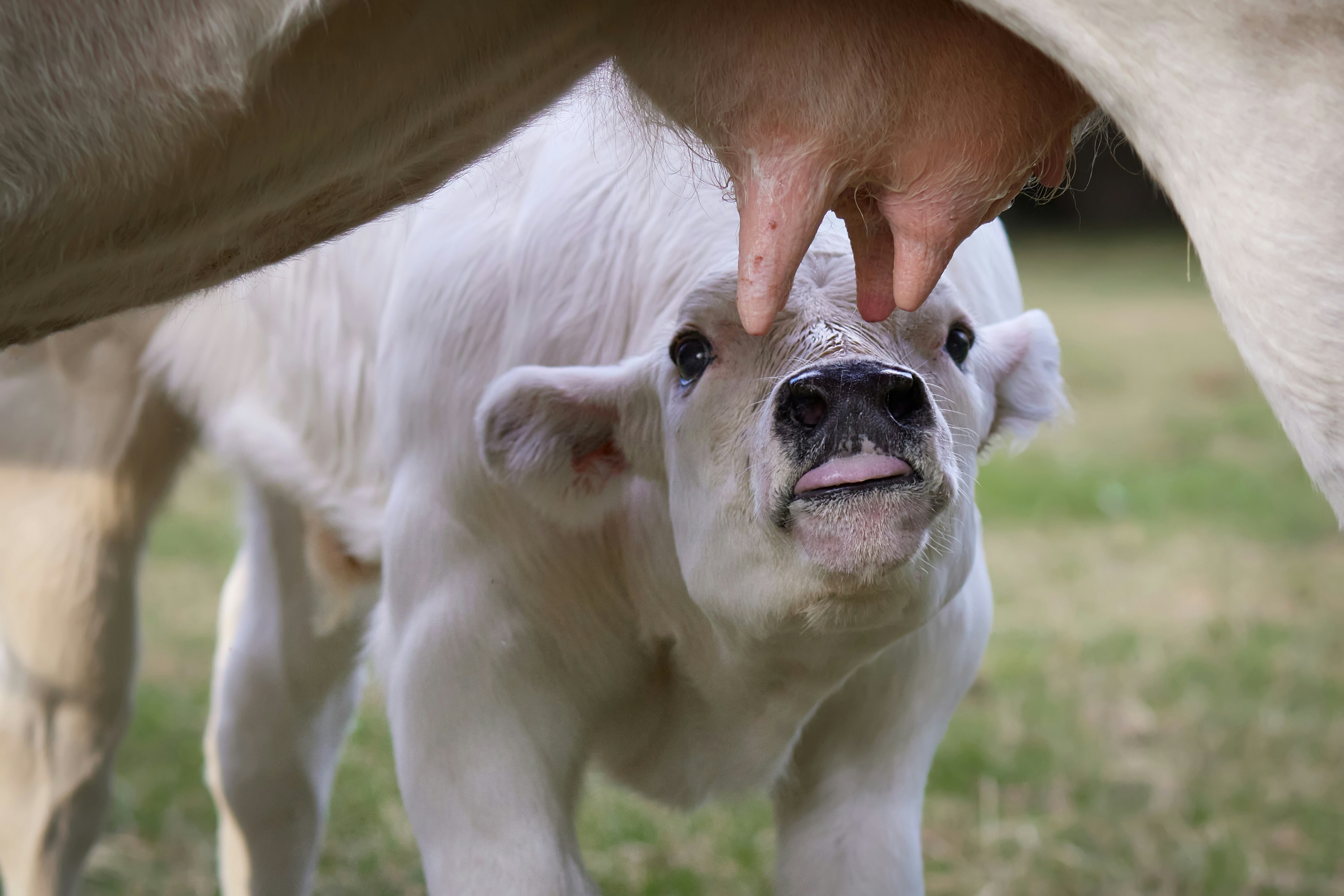 Baby calf confronts its grazing guardian in a close standoff