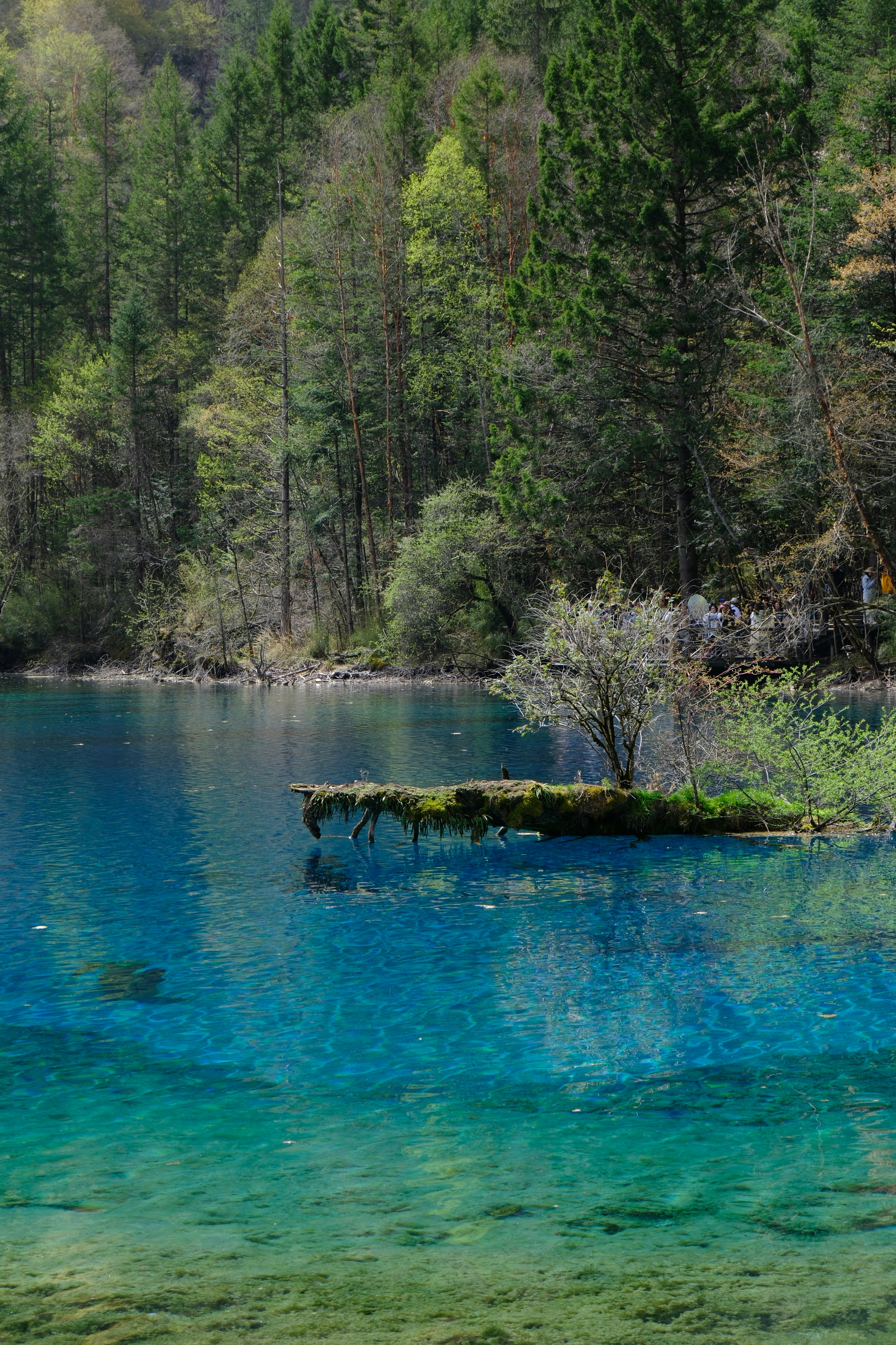 Emerald Basin: A Quiet Outcrop on Turquoise Waters