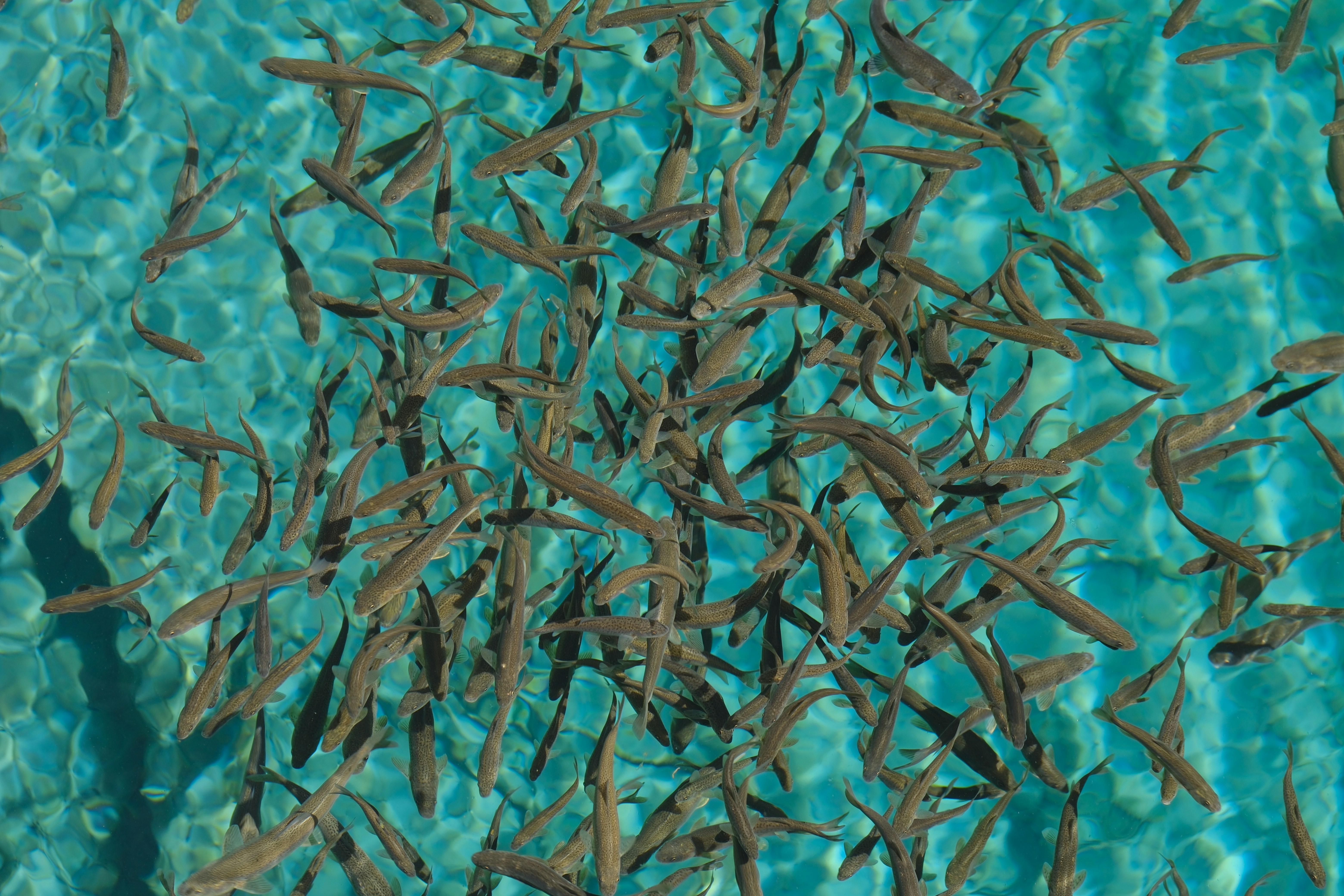 Coordinated School of Reef Fish: Aerial Chorus in Turquoise Waters