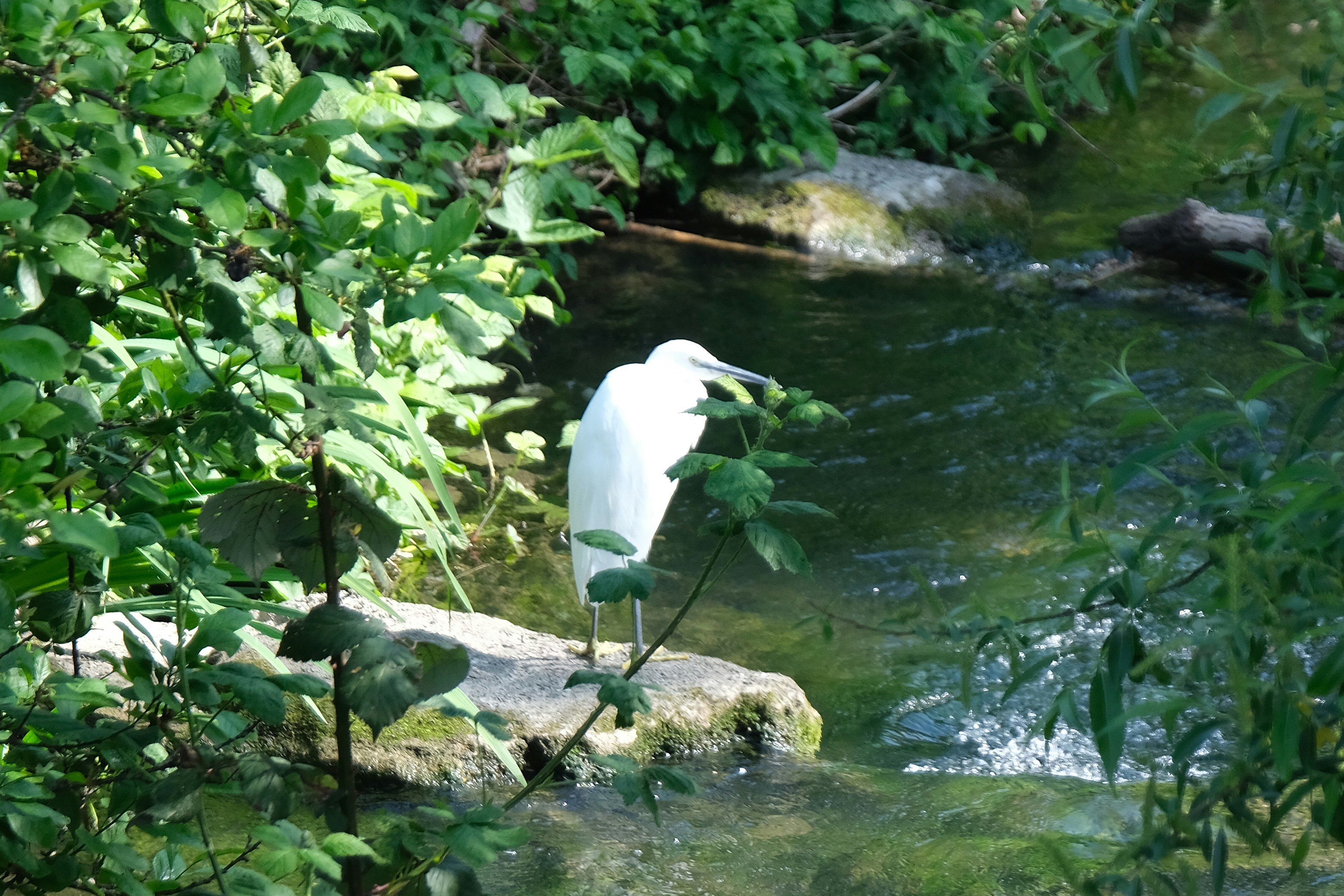 White Heron by the Stream: A Quiet Moment in Green Shade