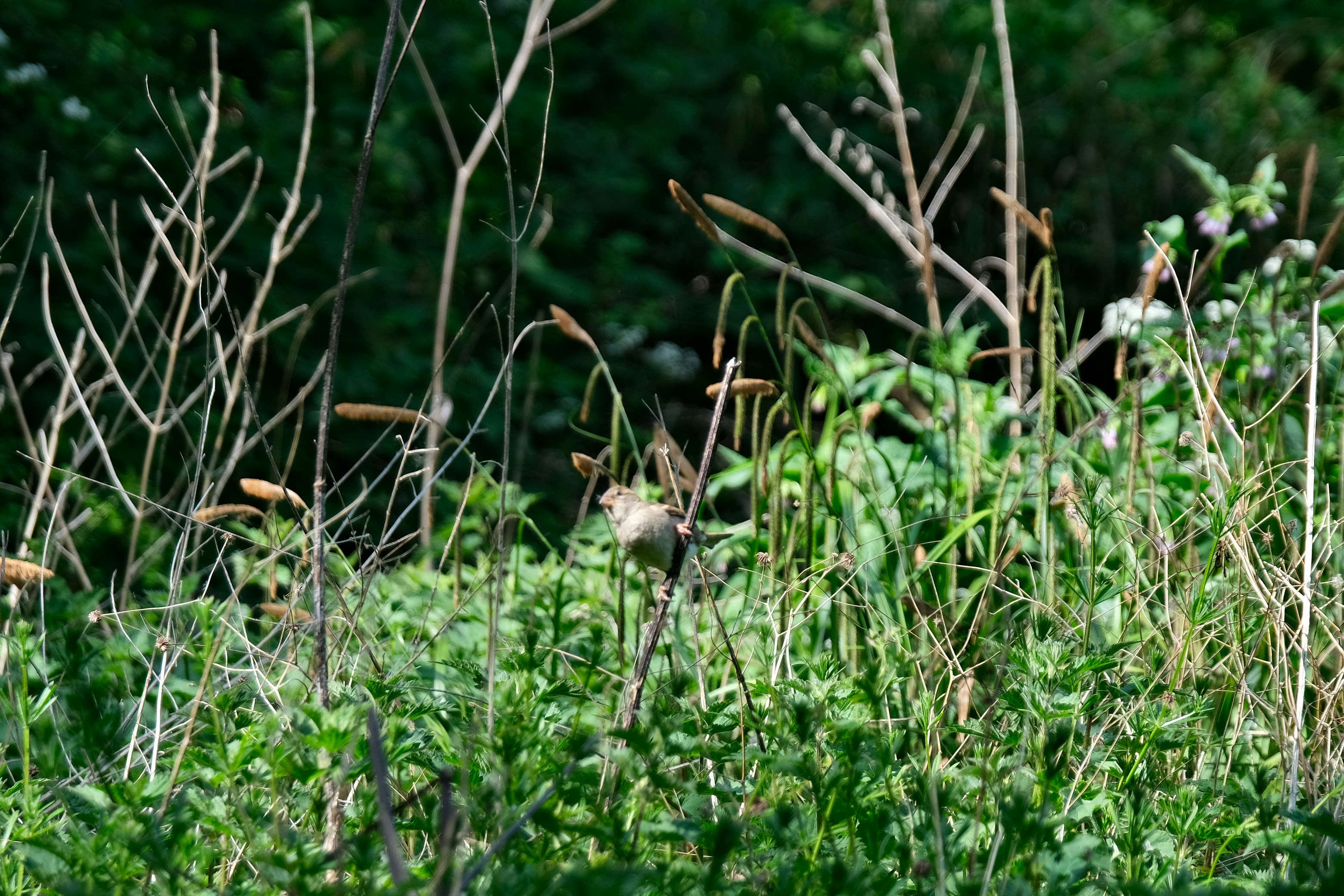 Hidden Sentinel: A Fox Dainty in the Edge of the Green