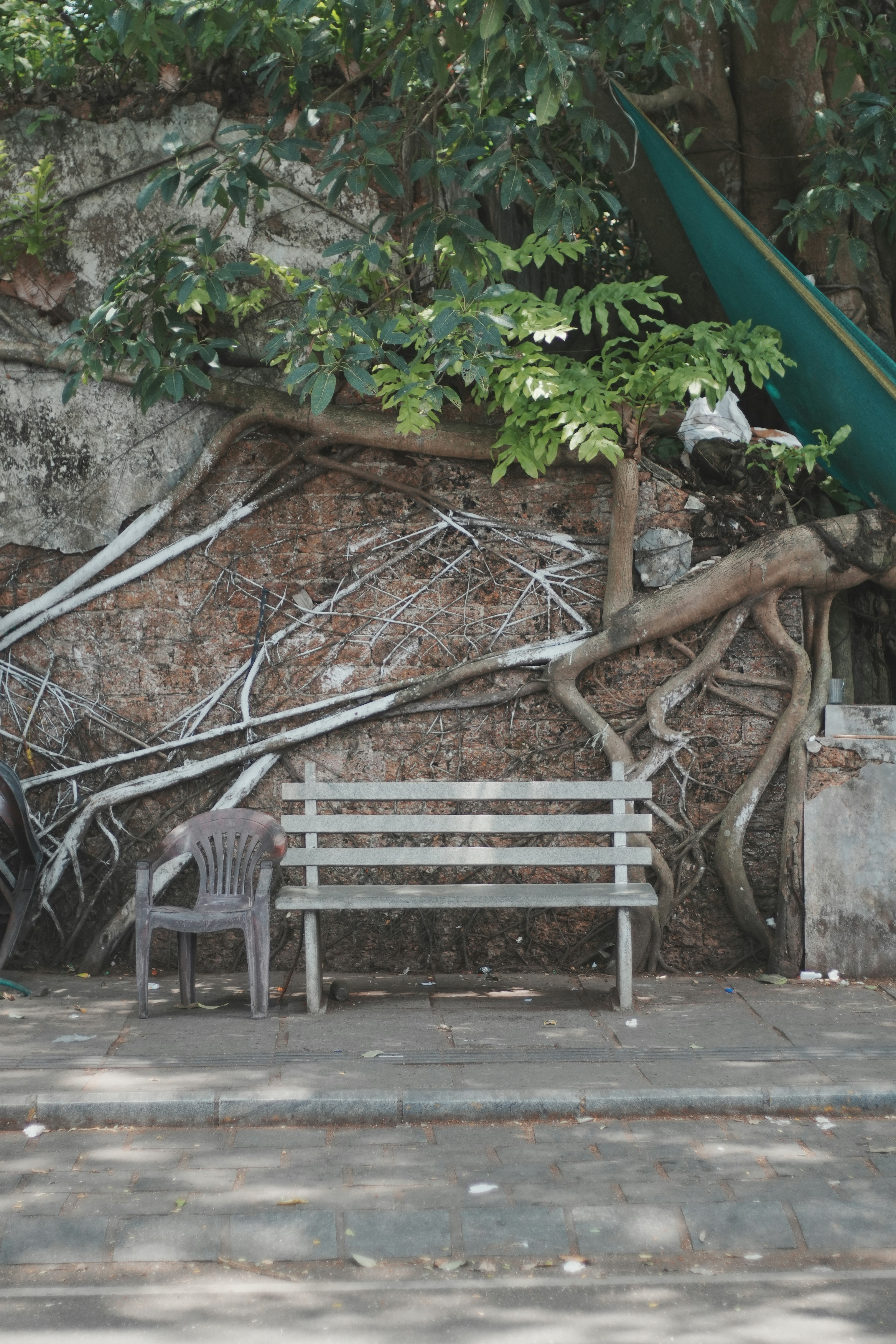Urban Quiet: A Weathered Bench Under a Canopy of Roots