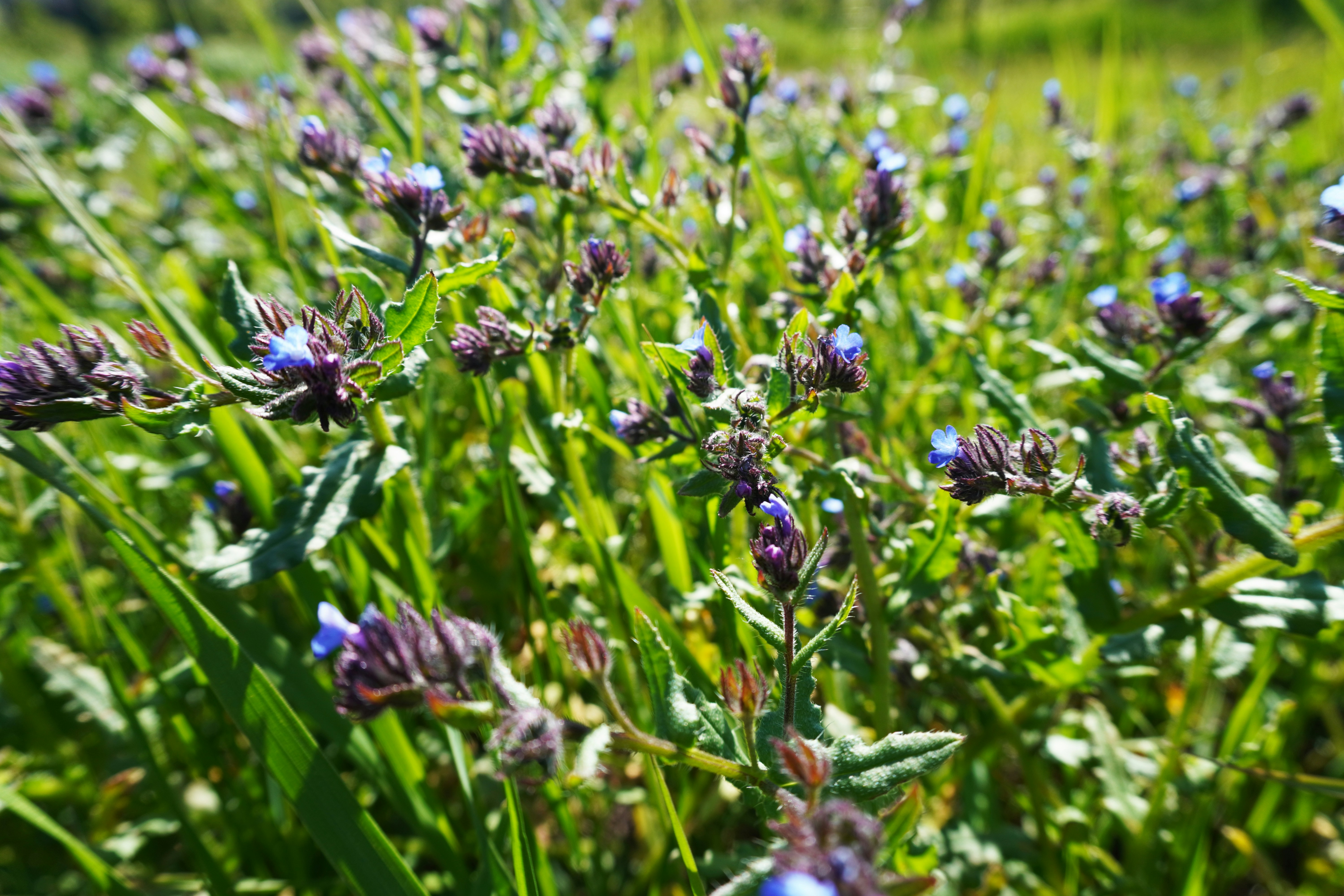 Purple-tipped wildflowers reach toward summer sun in a sunlit meadow