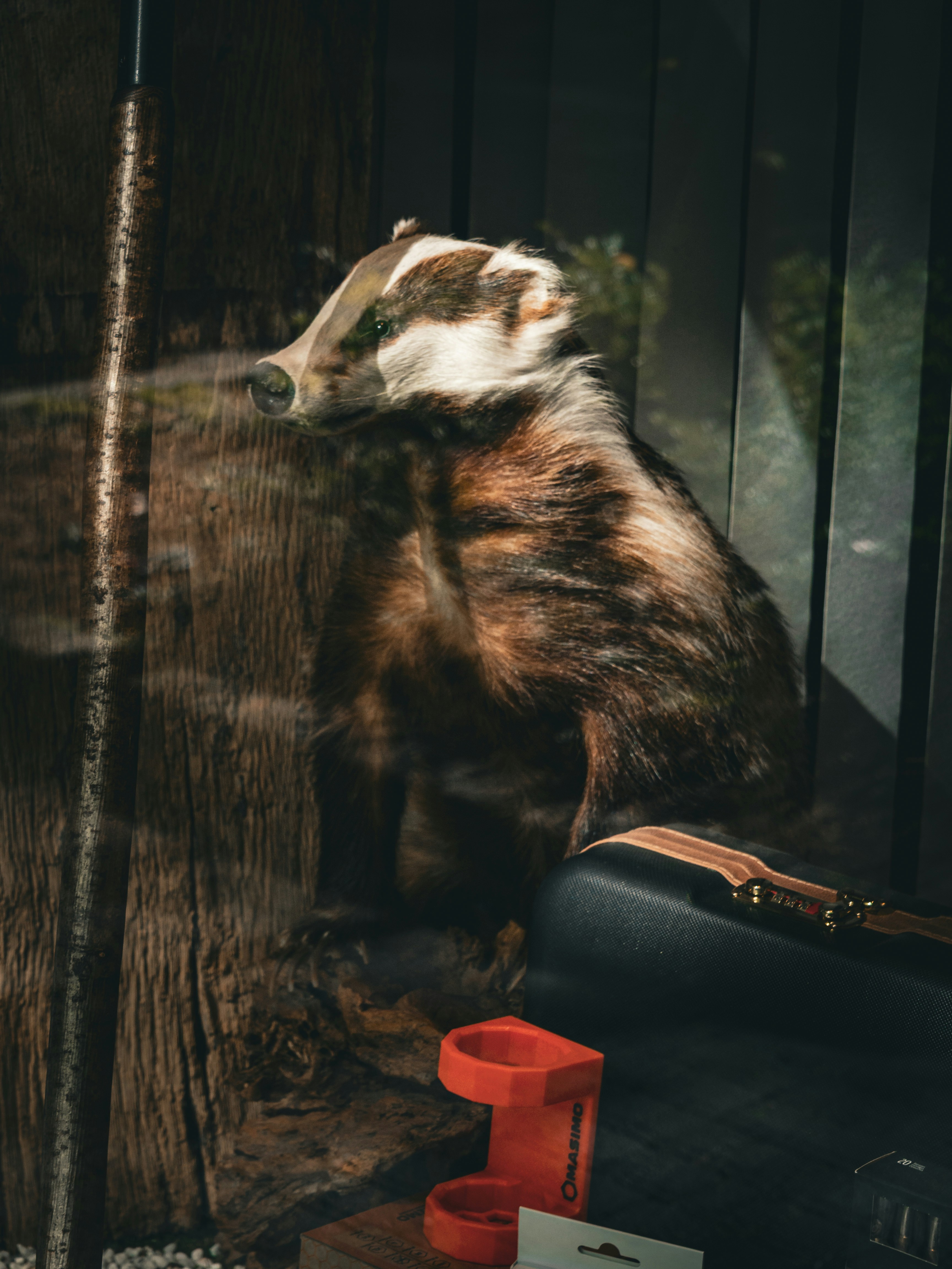A curious ferret in a dim hut showcases subtle autumn fur tones