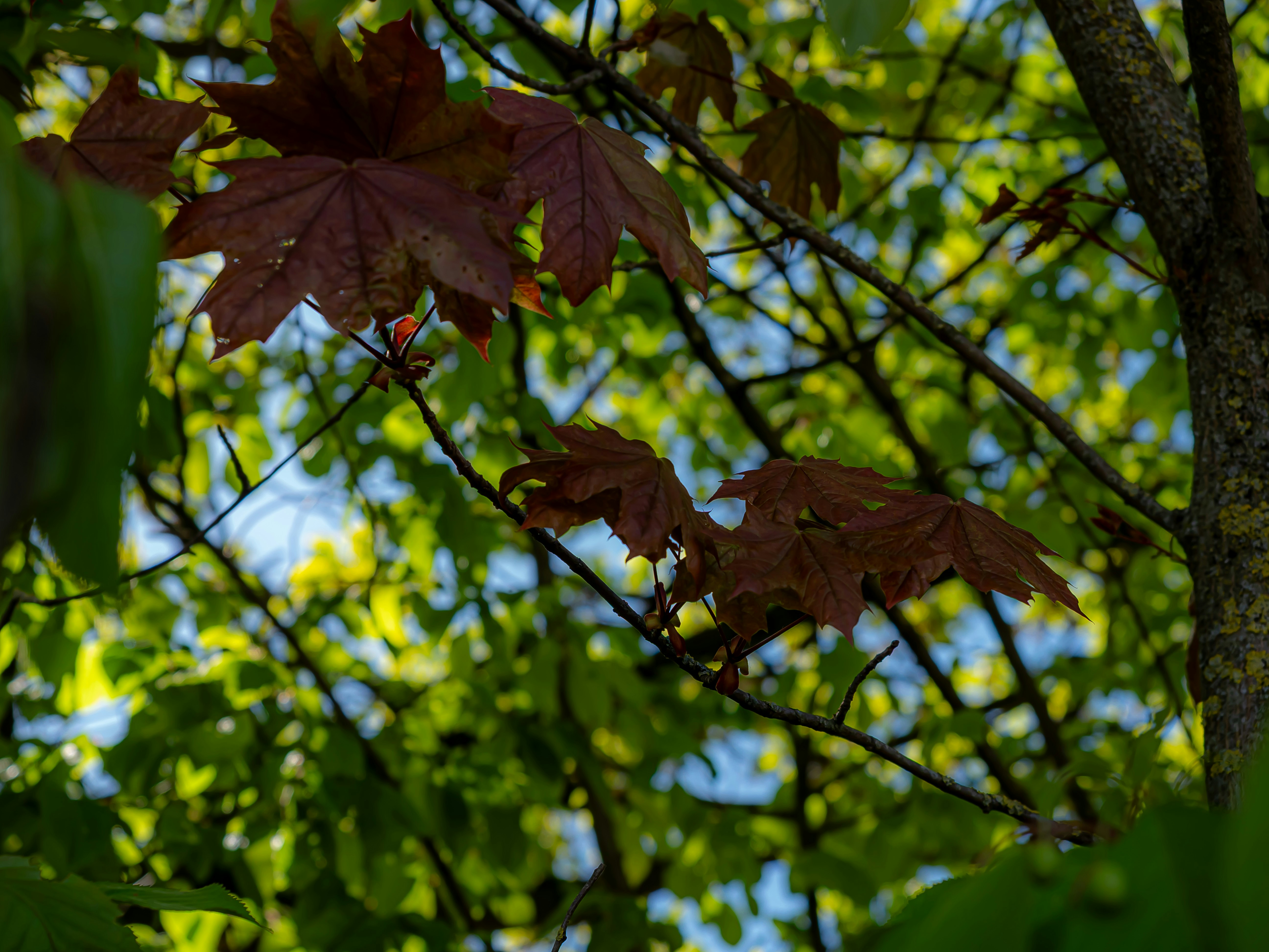Crimson Maple Among Sunlit Greens