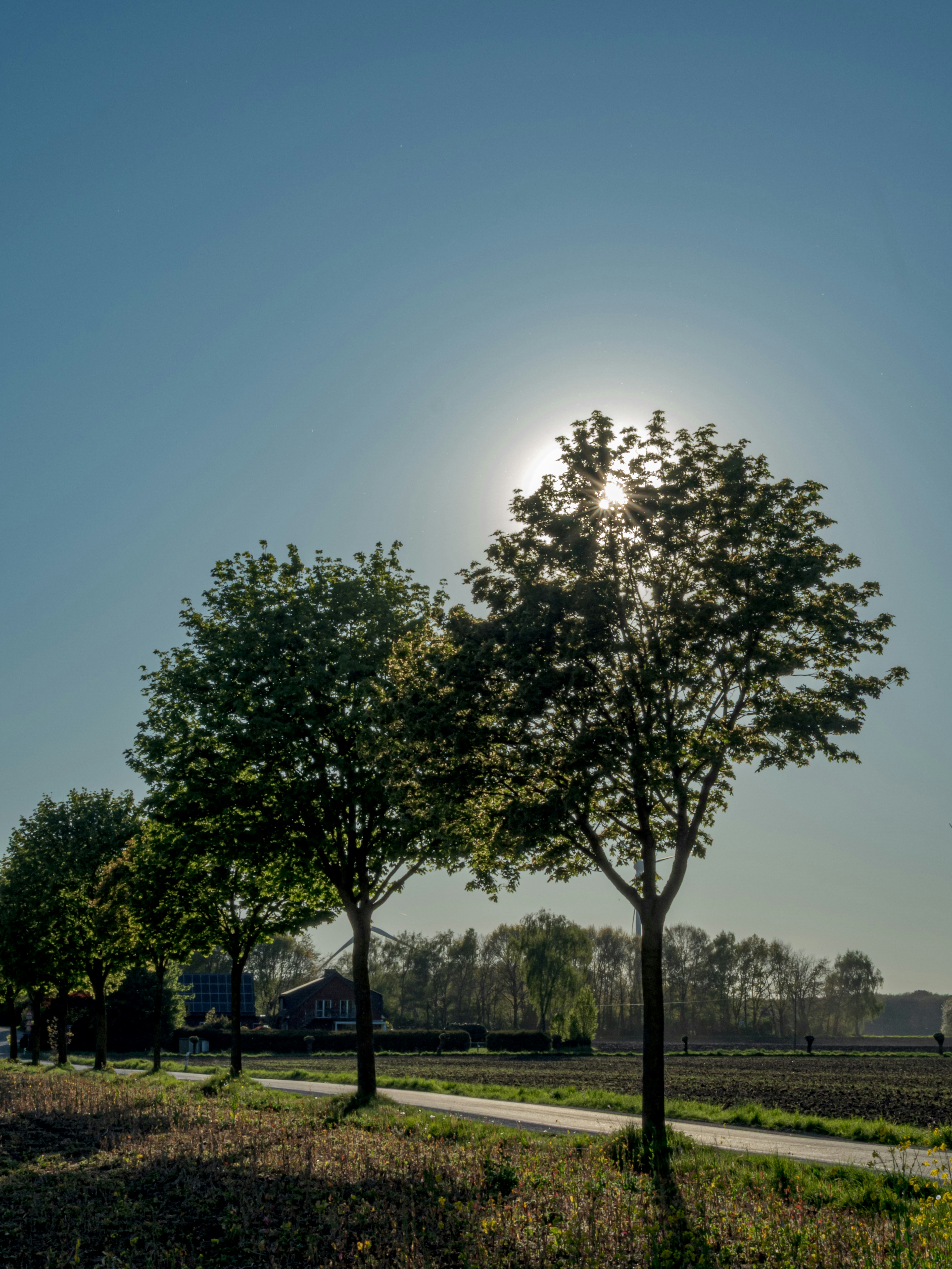 Backlit Orchard: Sunlit Trees Align Along a Quiet Rural Road