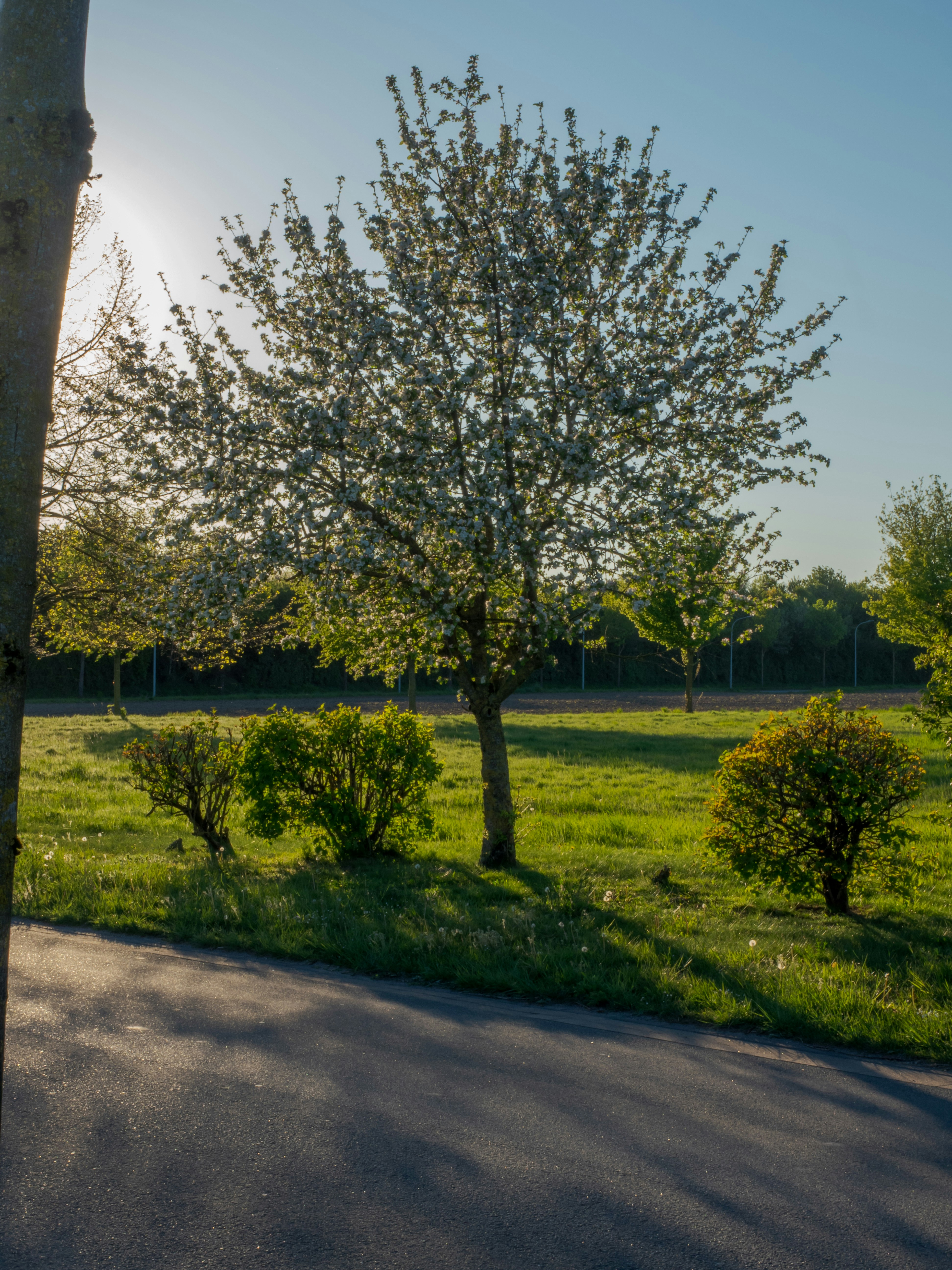 Sunlit Orchard in Spring: Blooming Trees Backlit by a Quiet Afternoon