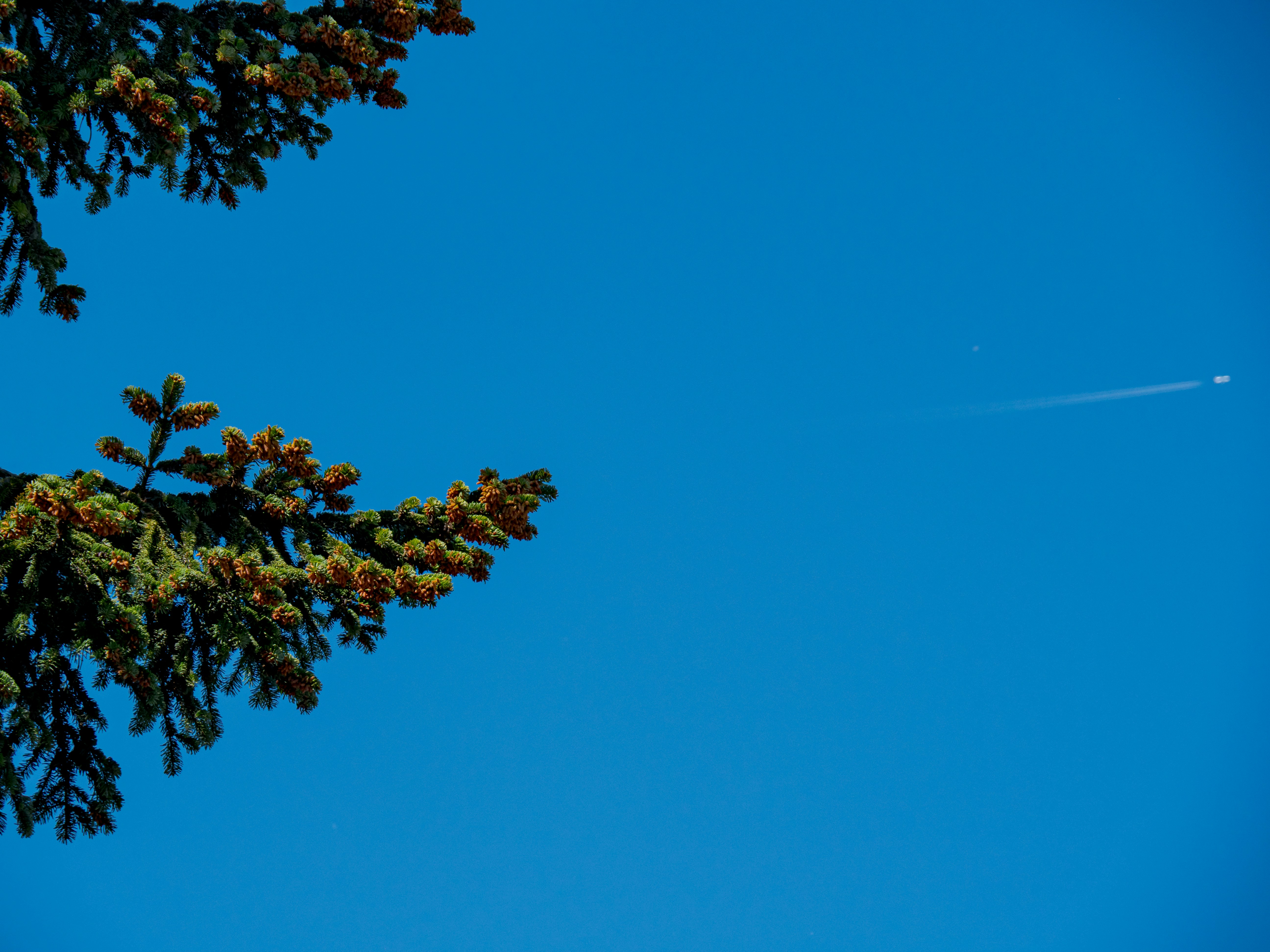 Azure Skyframe: Branches Reach into a Clear Blue Noon