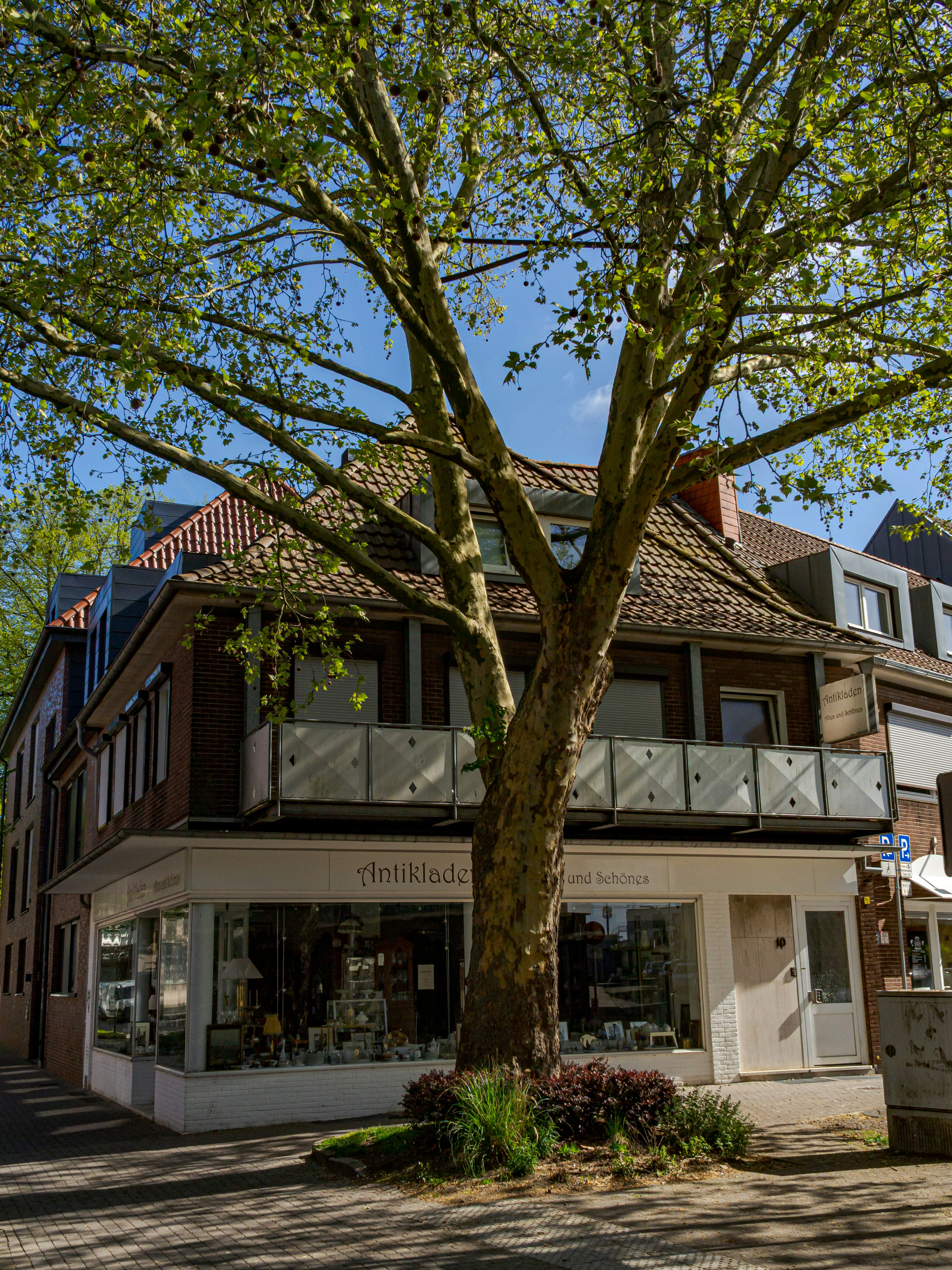Sunlit Tree Framing a Corner Shop with a Front-Window Display