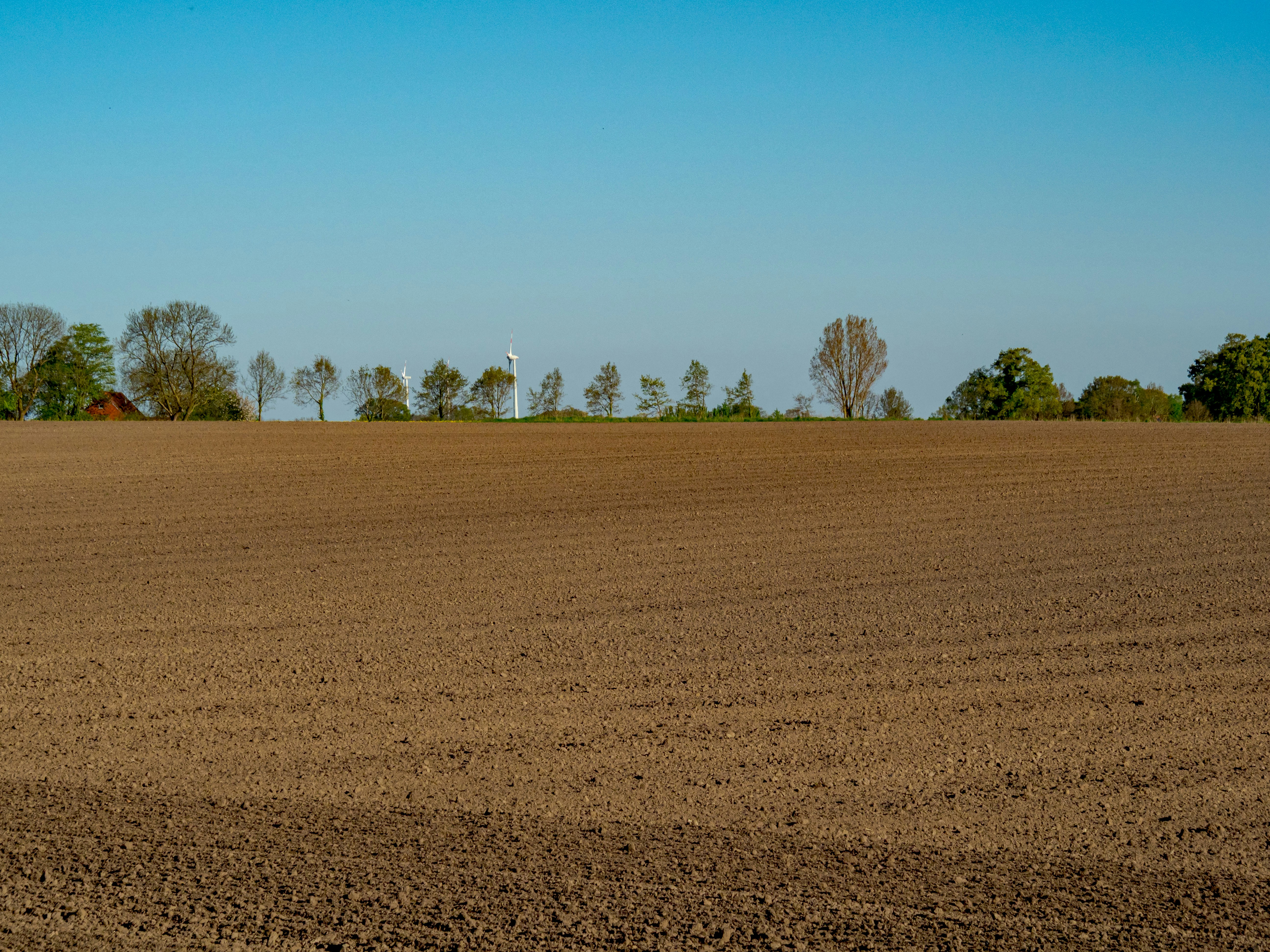 Edge of the Field: Row of Trees on a Calm Horizon