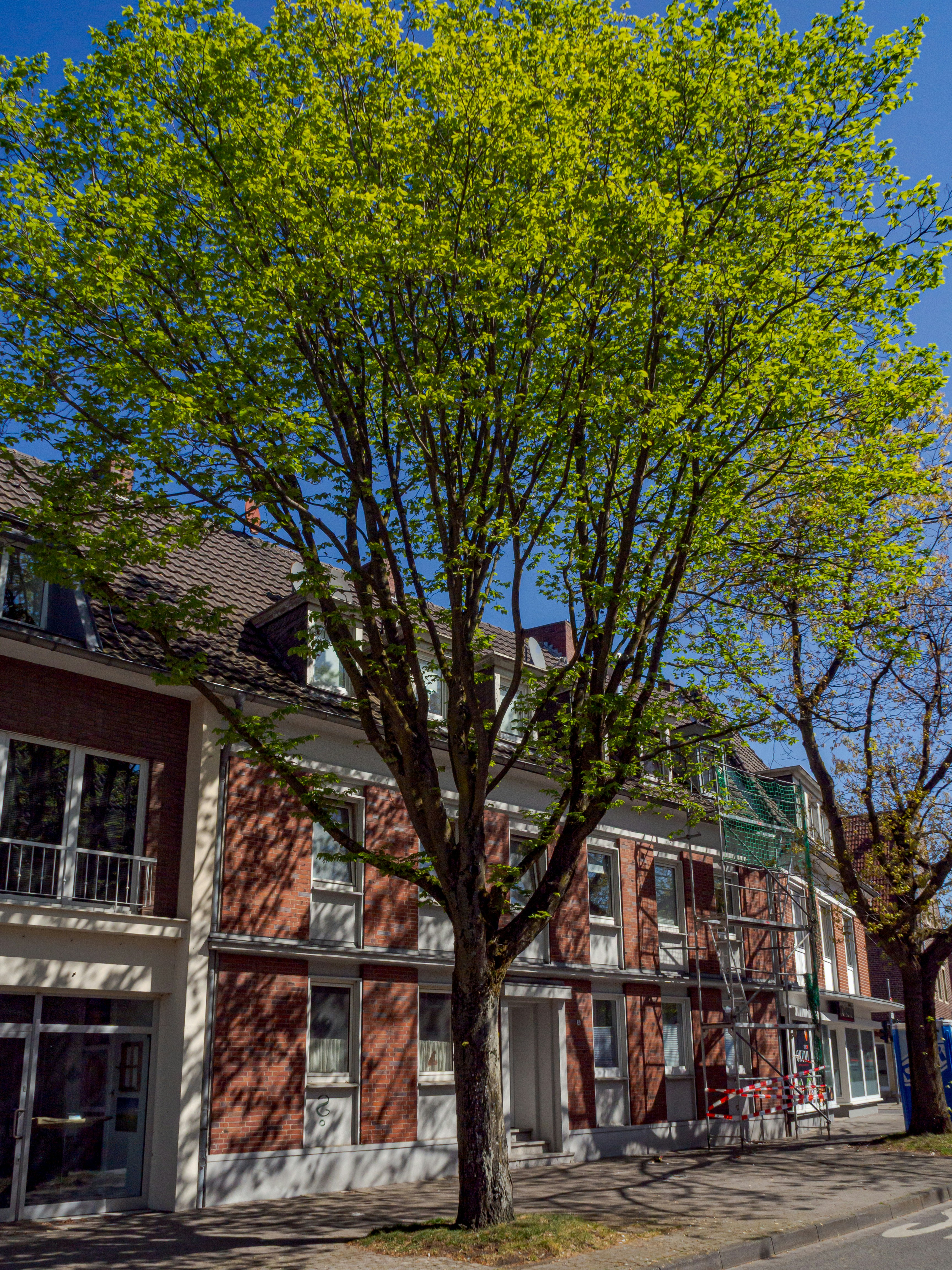 Sunlit Foliage Over a Quiet Street of Brick Townhomes