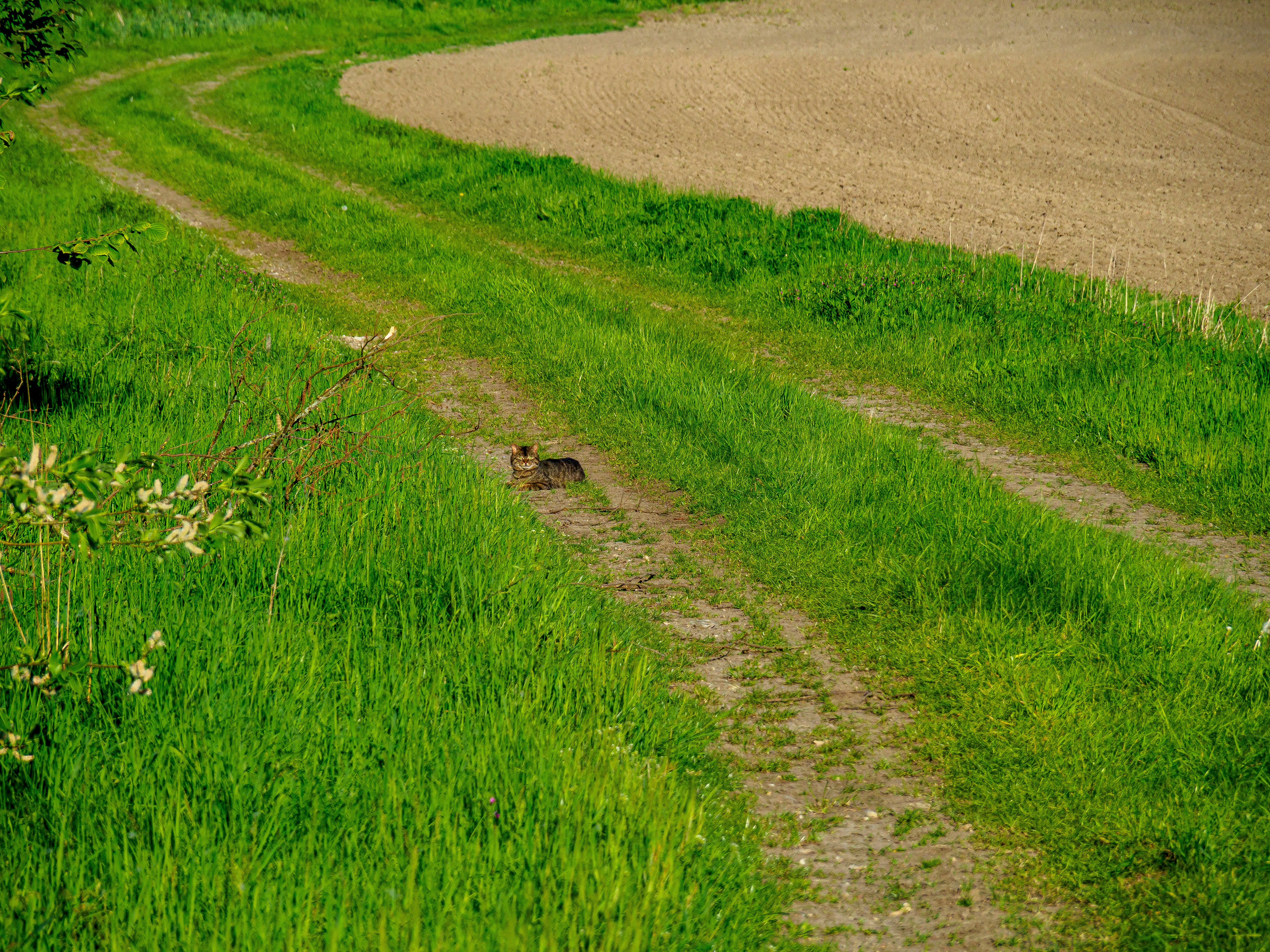 Muddy Rift: A Winding Farm Path Through Fresh Green Verge