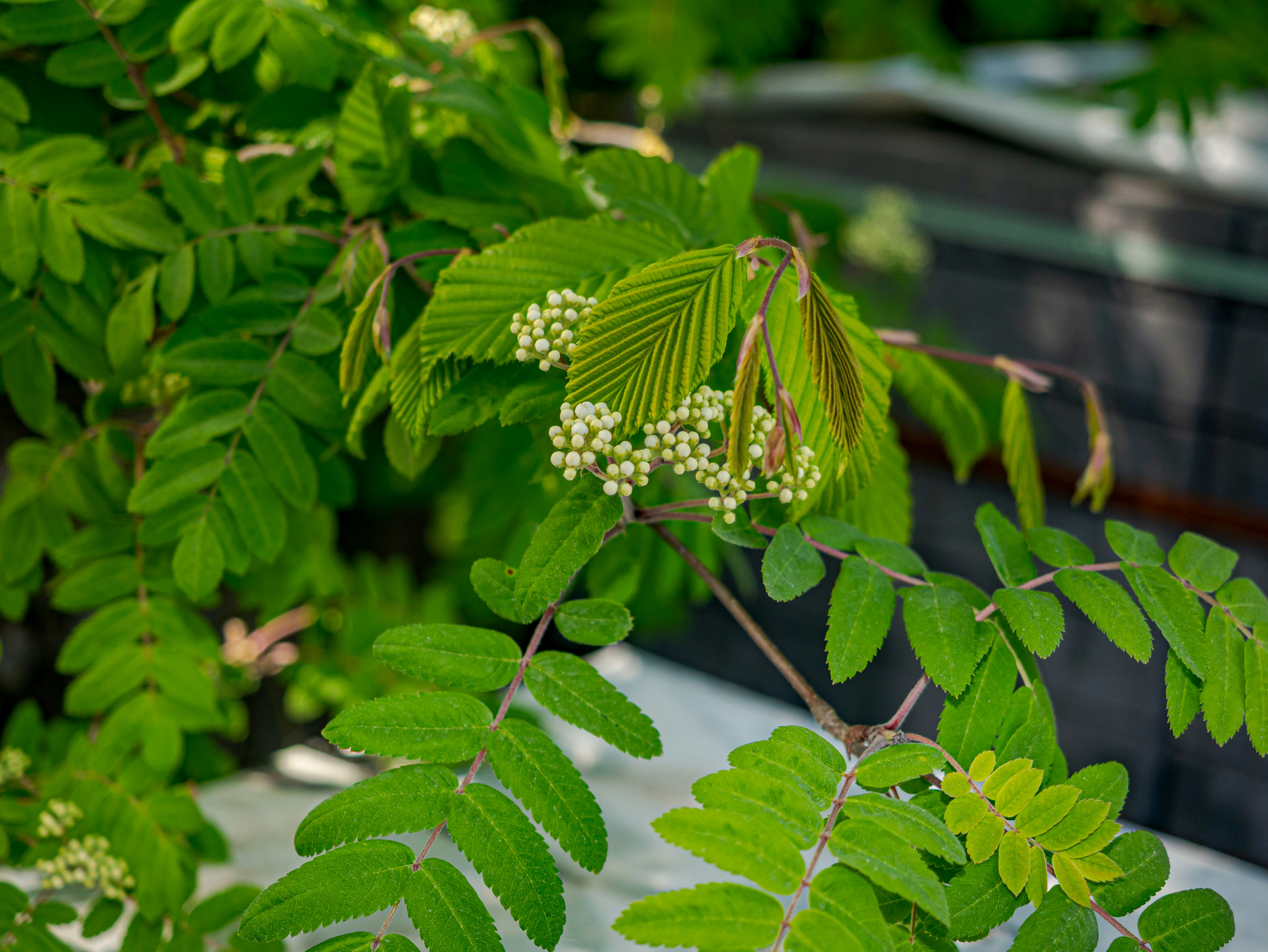 Sprig of White-Budded Blooms Among Verdant Canopy