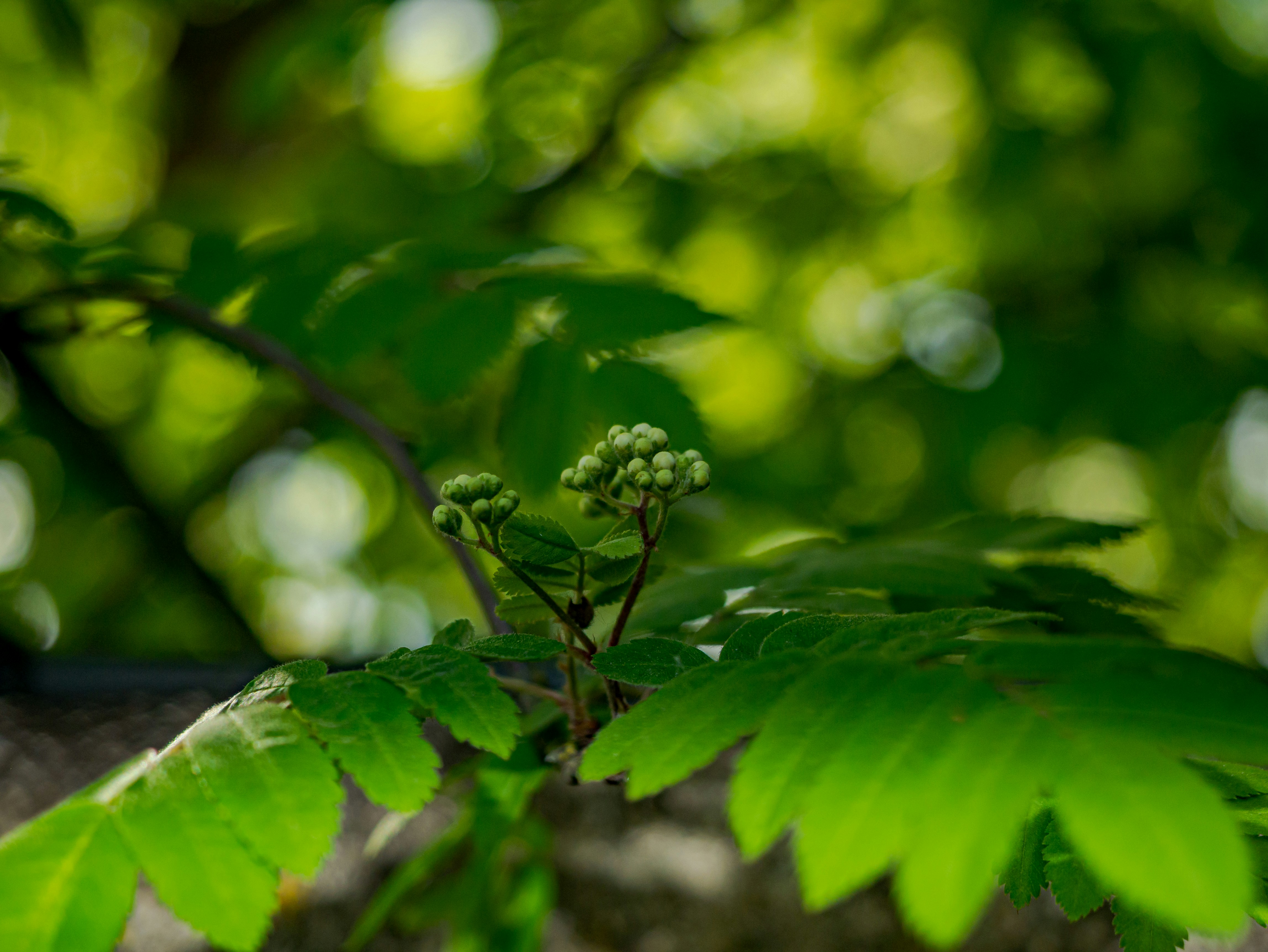 Emerald Berries Amid Green Canopy