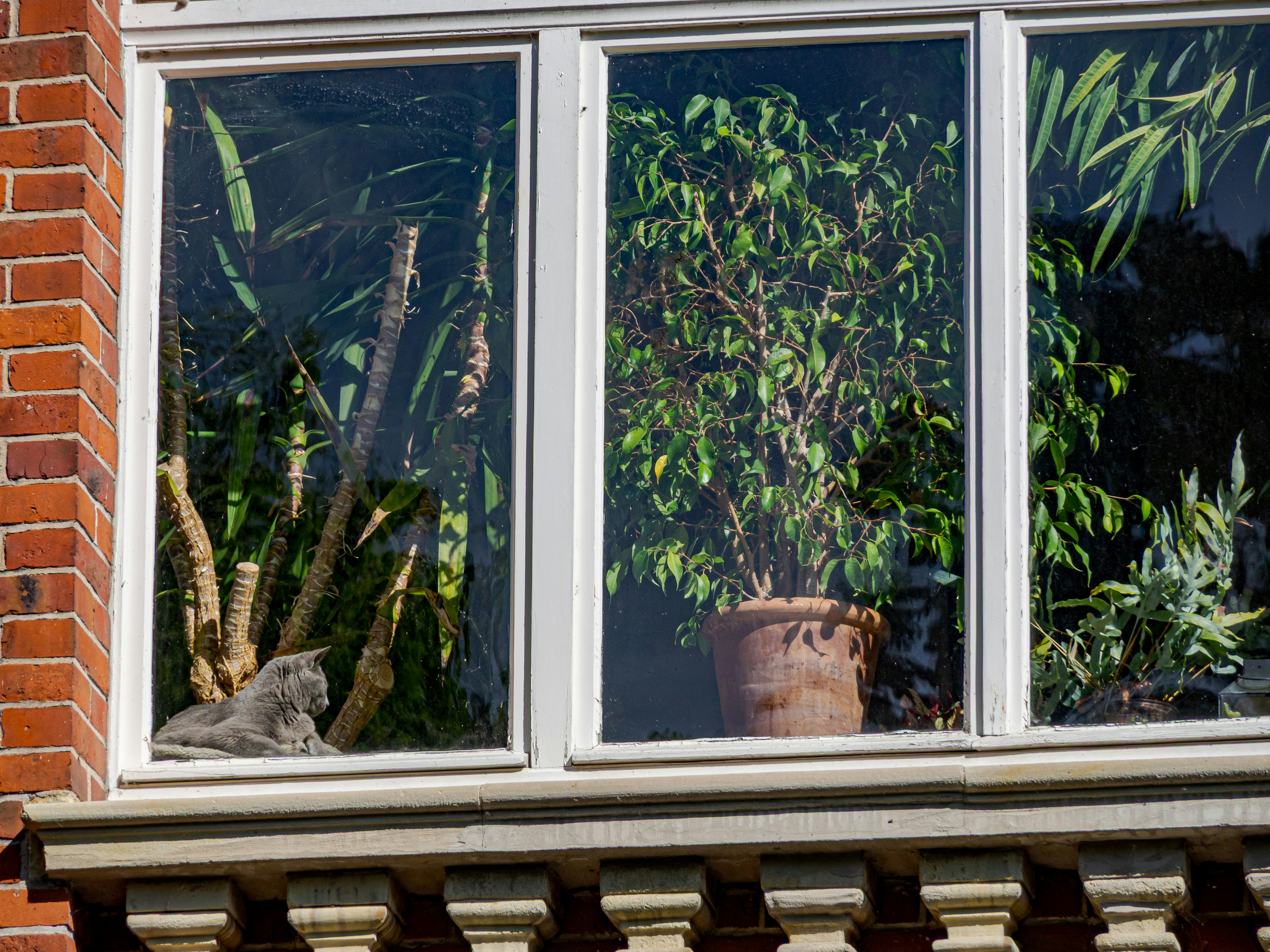 Verdant Window Sanctuary: Pots and Foliage Framing a Quiet Street Scene