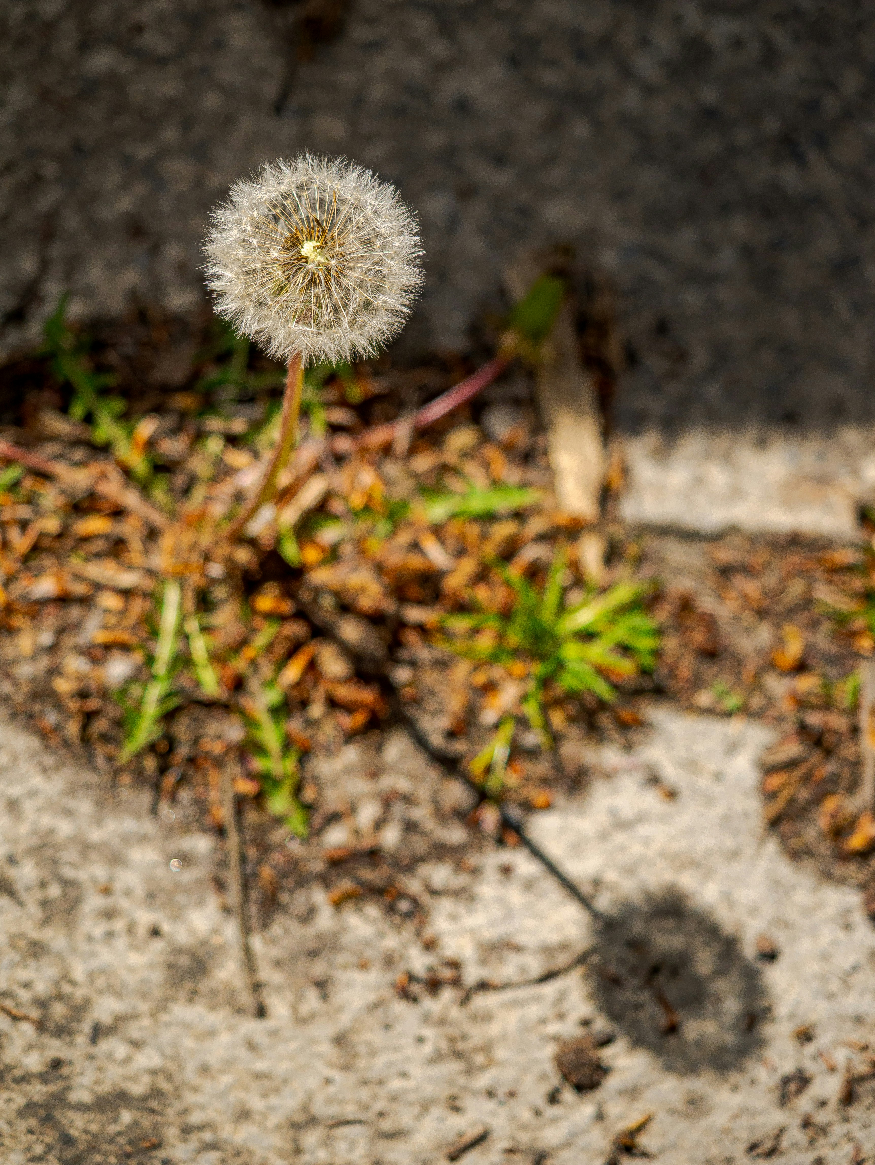 Single dandelion puff on a sunlit sidewalk edge