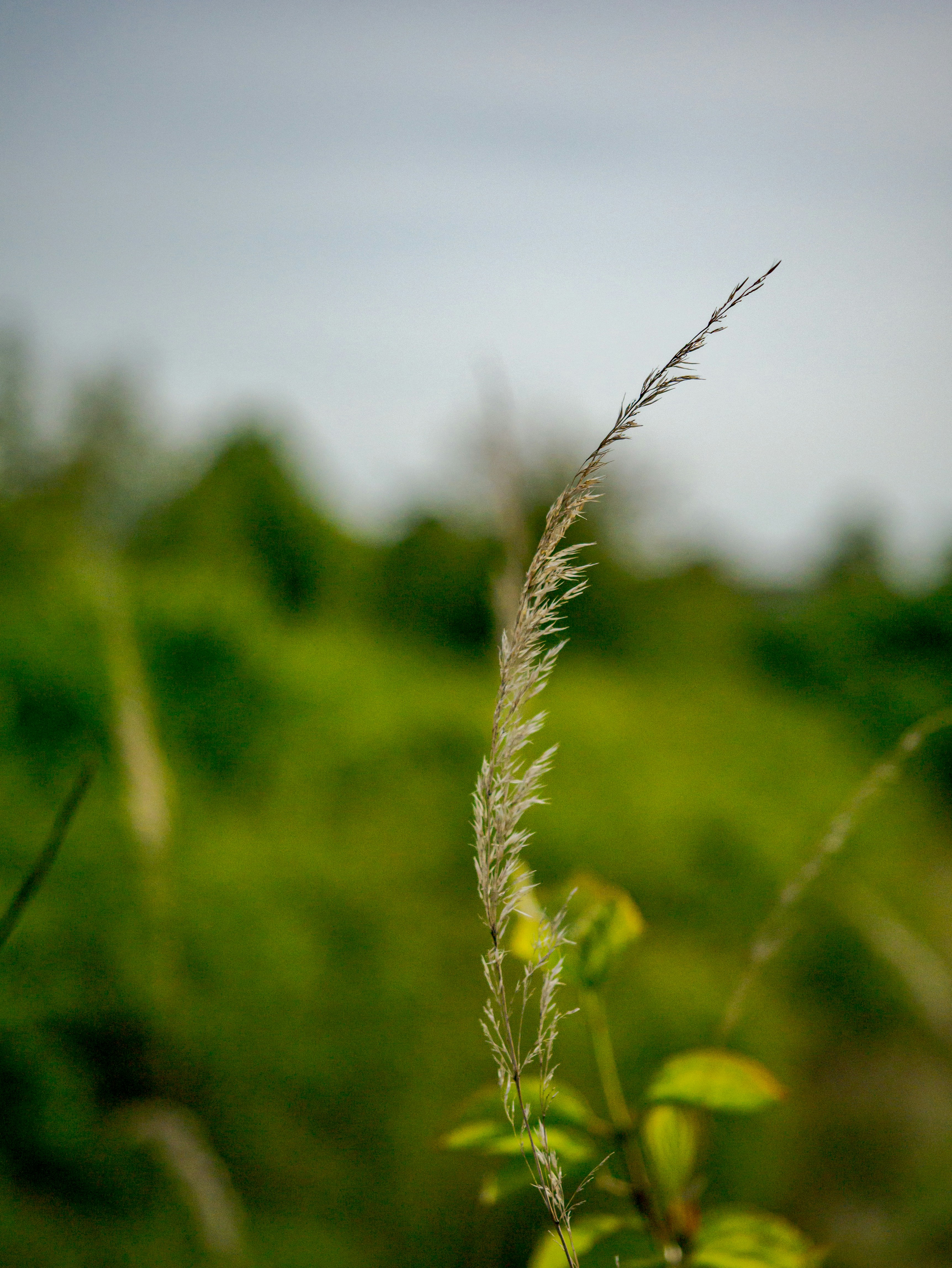 Graceful Grass in Focus: A Lone Seedhead Against a Soft Horizon