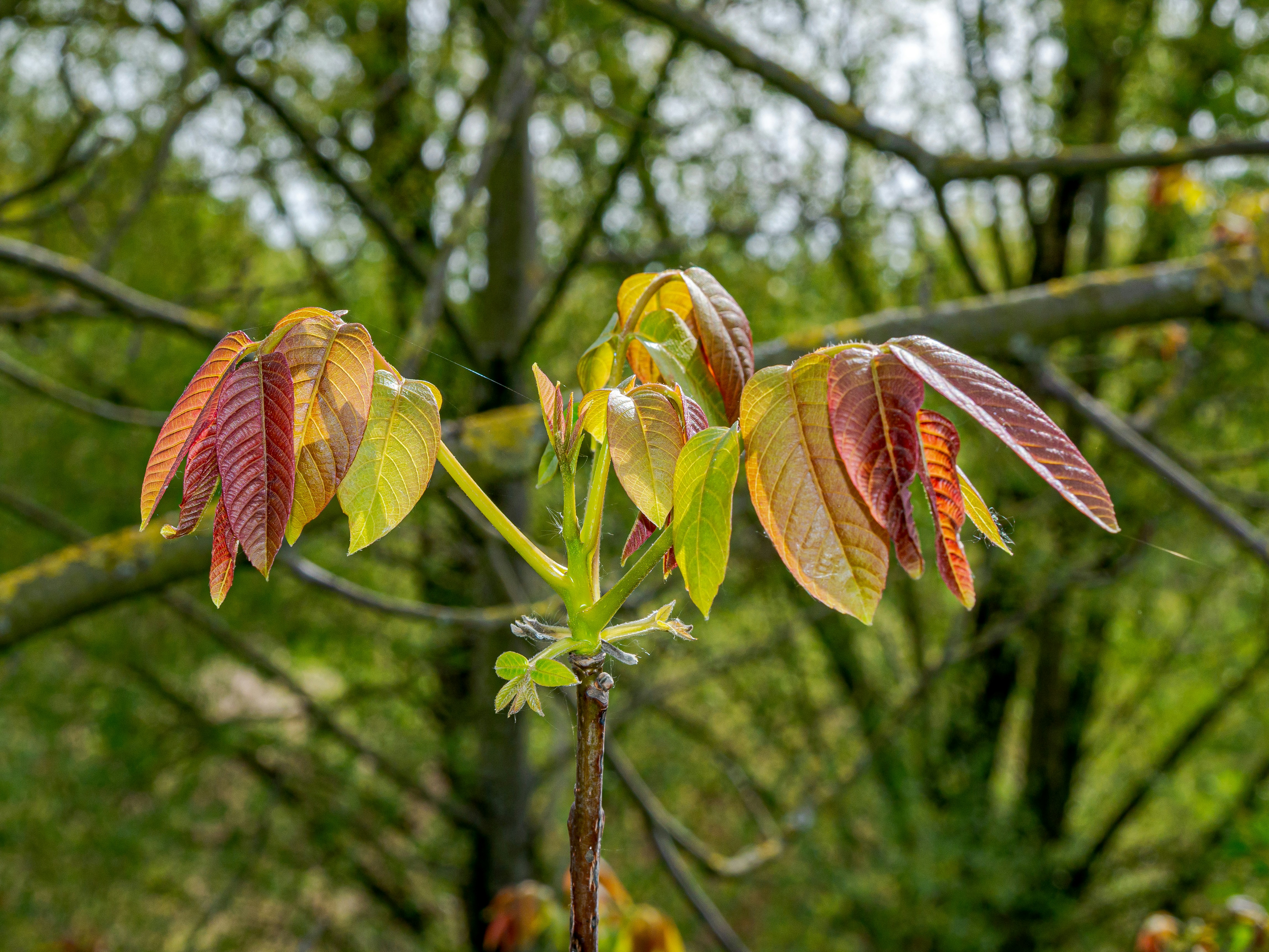New Leaves Unfurling on a Spring Branch