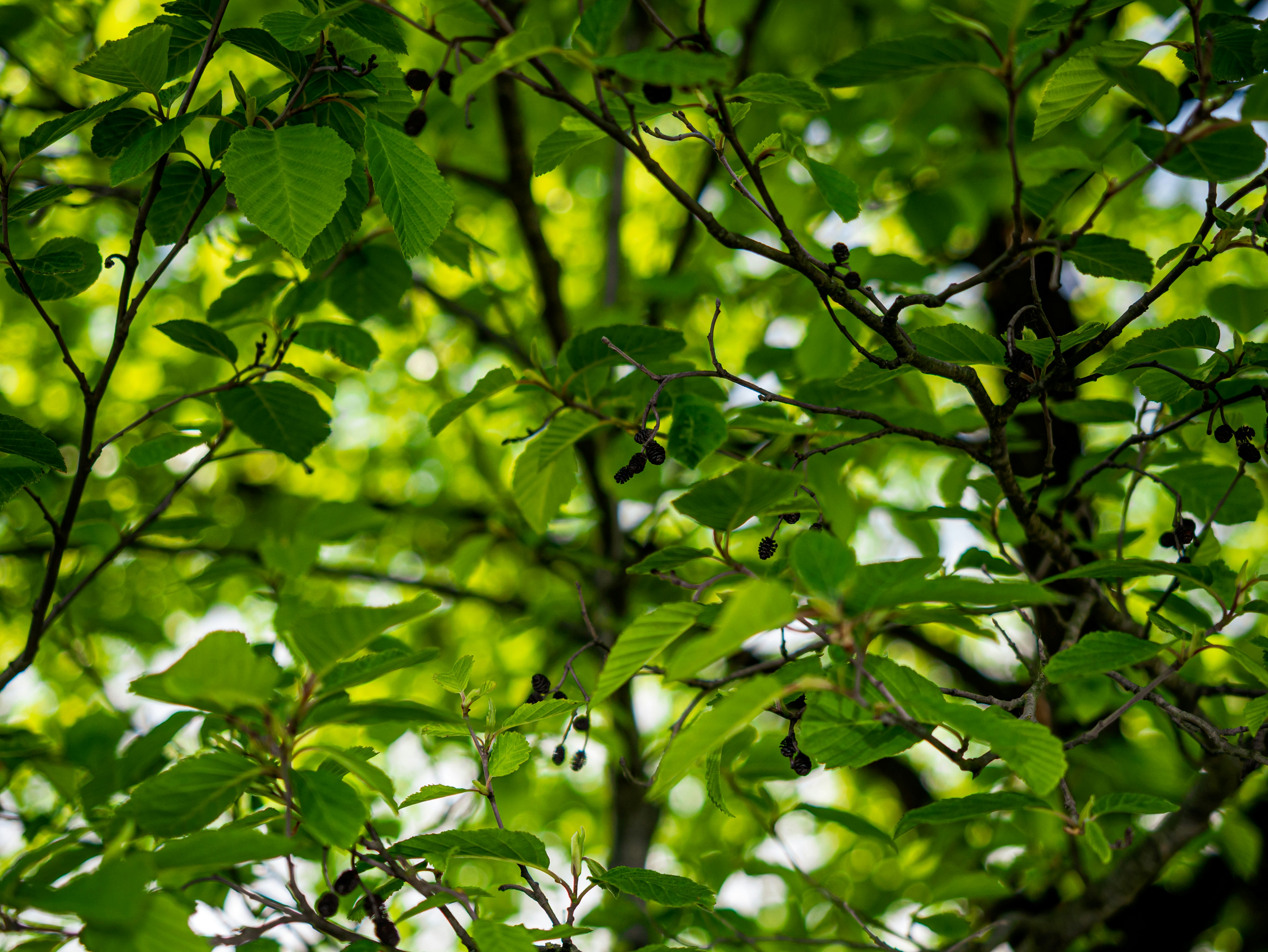 Sunlit Canopy: Green Leaves in Dappled Light