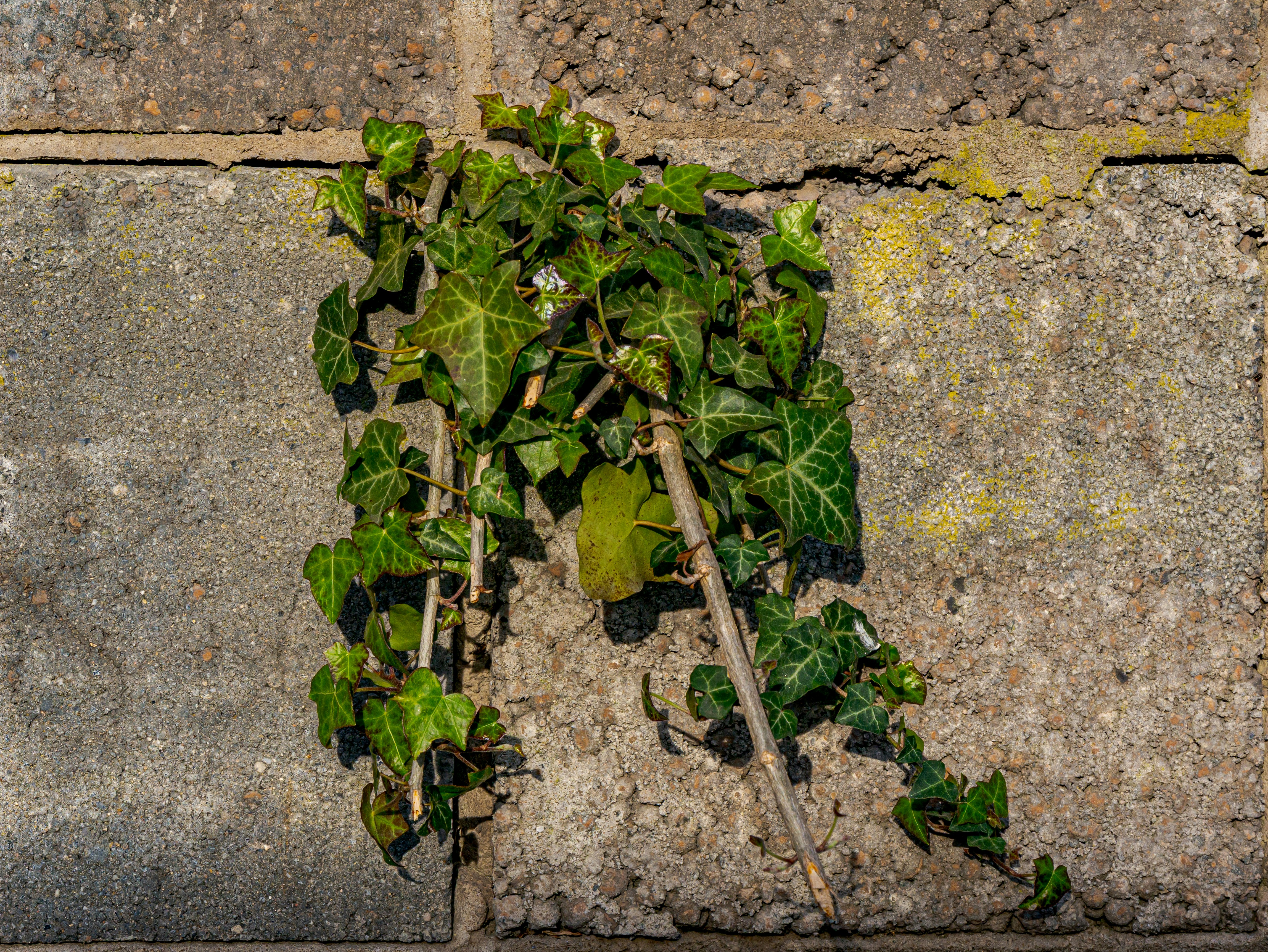 Ivy Veins on a Weathered Cinder Block