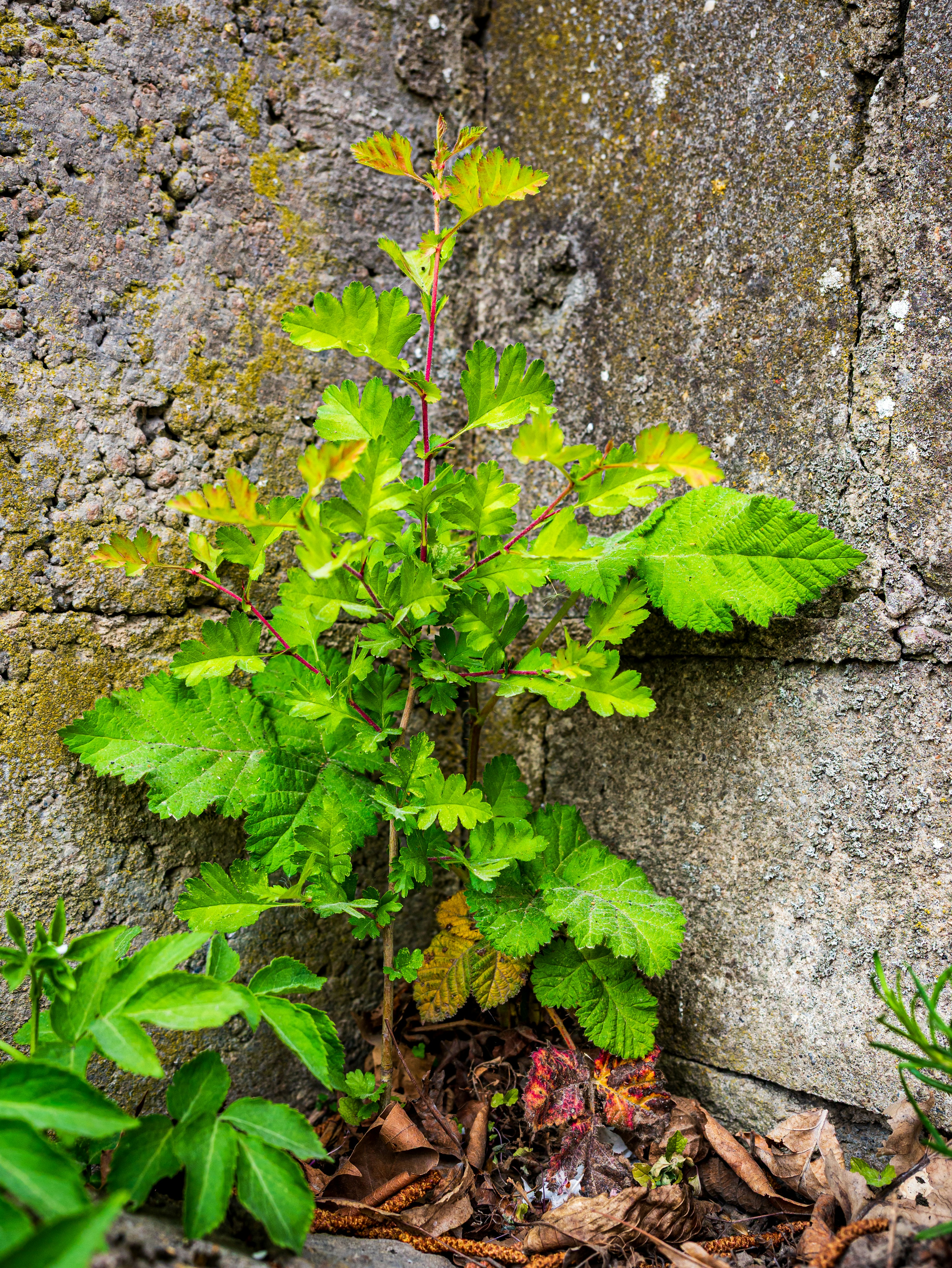Green Sprout in Concrete Cradle