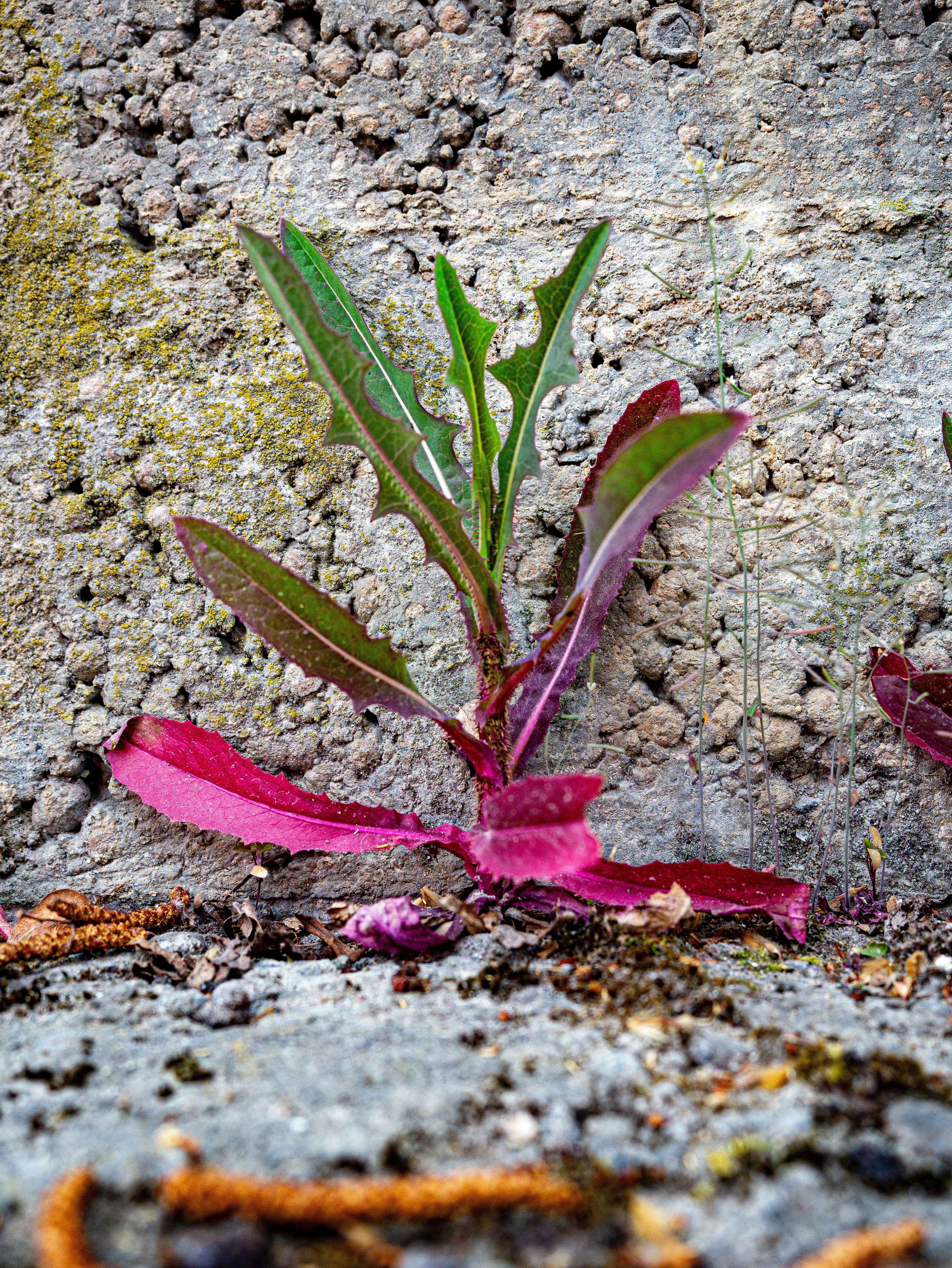 Crimson Seedling Rising from Cracked Pavement